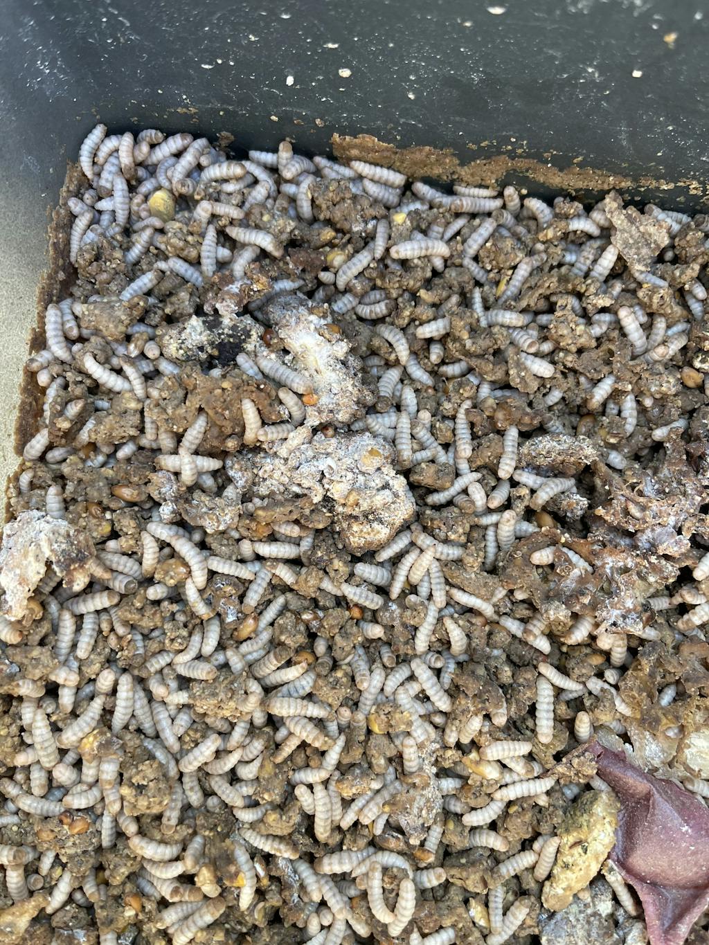 Compost-Grade Black Soldier Fly Larvae – Symton® Black Soldier Fly