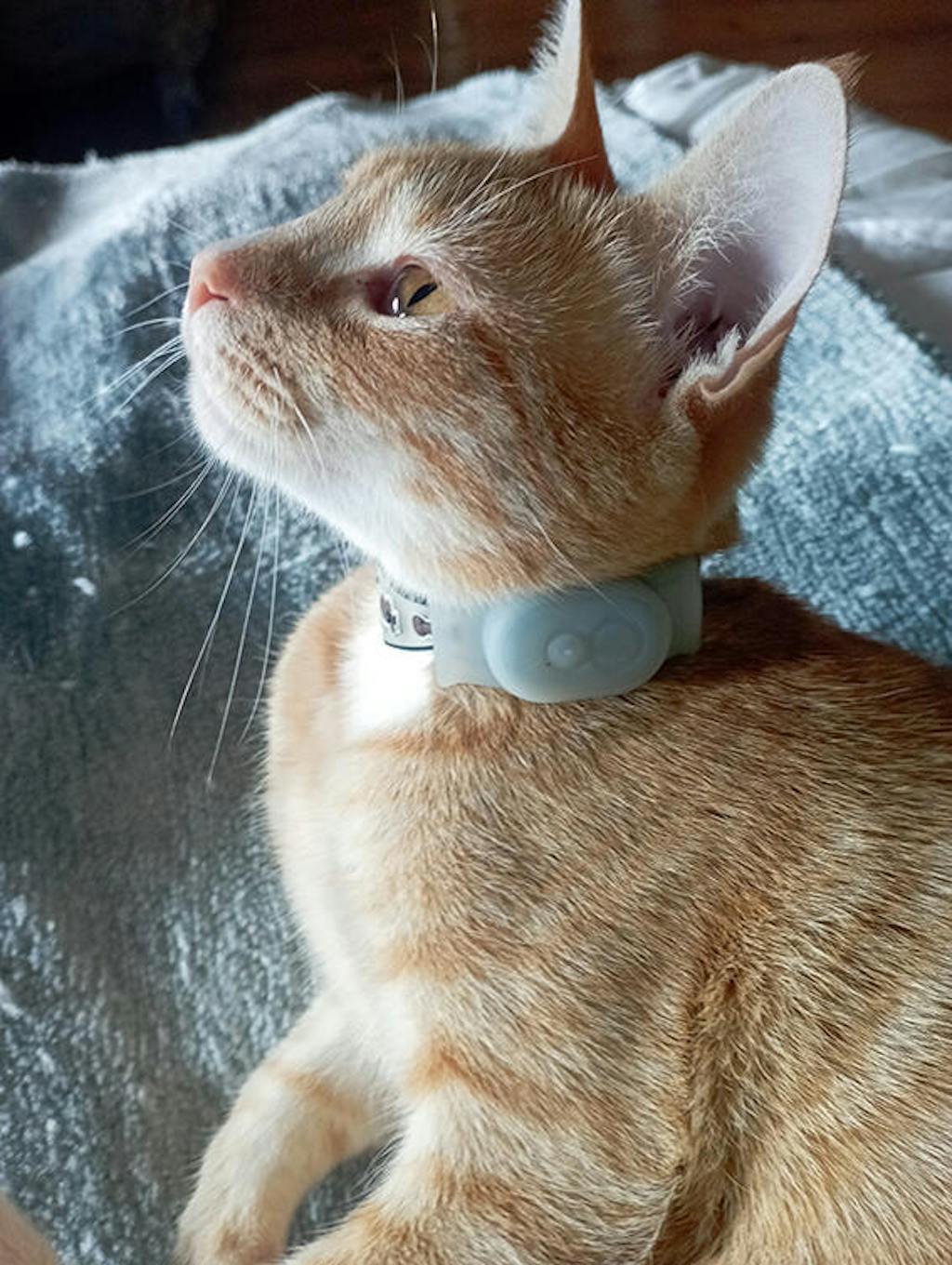 Tabcat Tracker Bundle – Tabcat Tracker UK