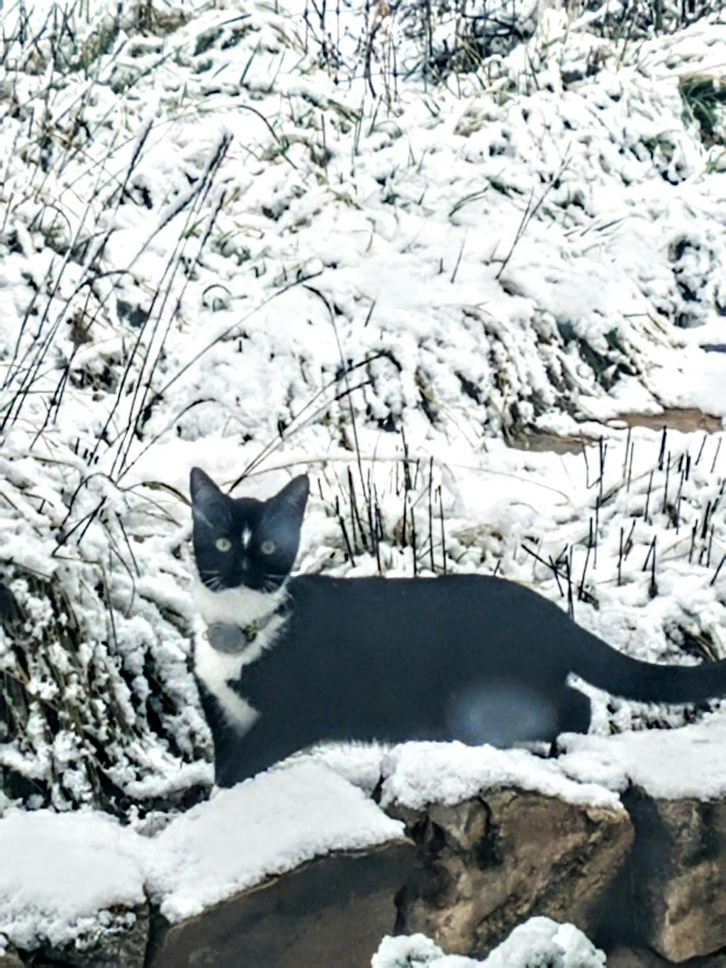 Tabcat Tabcase V2 – Tabcat Tracker US