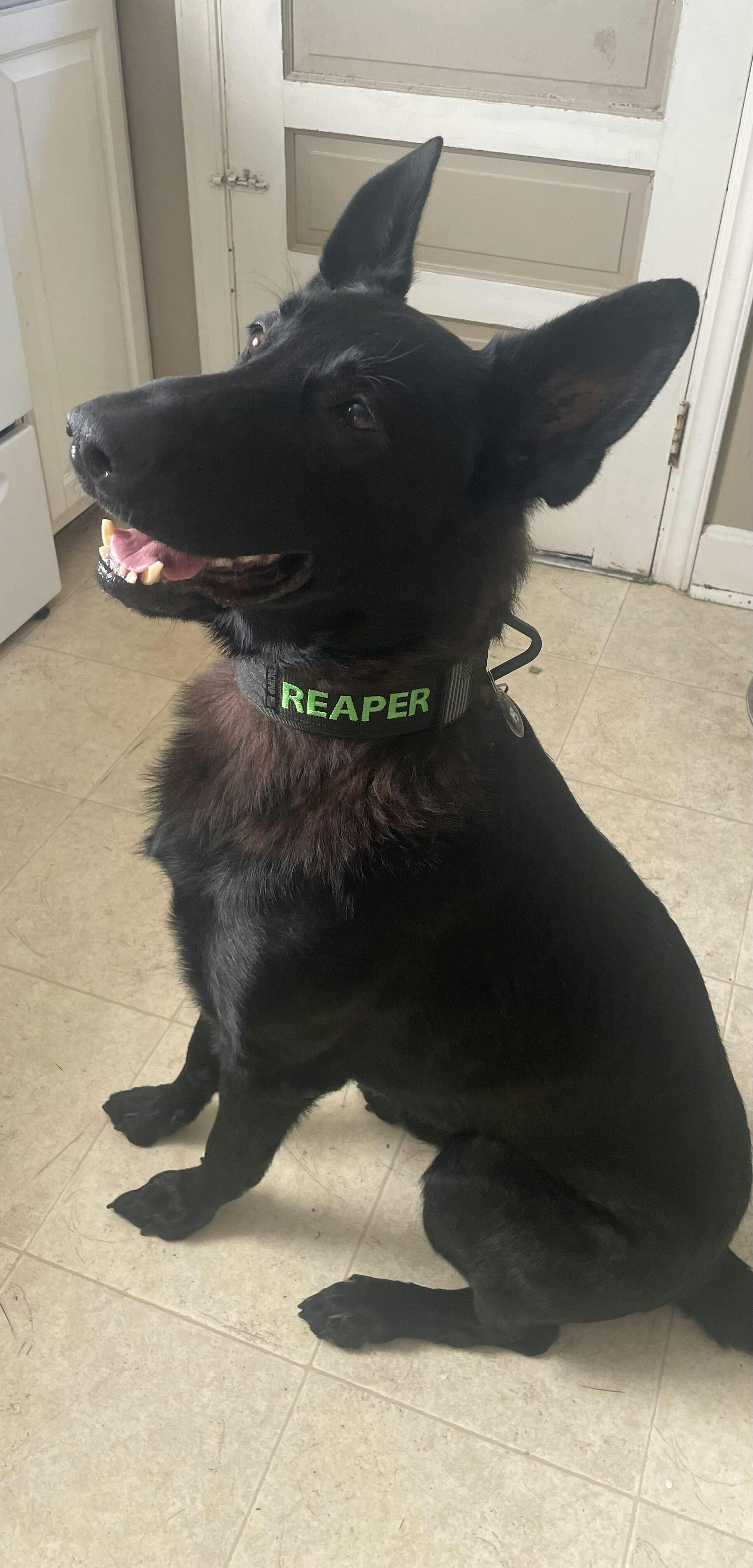 Personalized 2" Large Breed Dog Collar | Tactipup