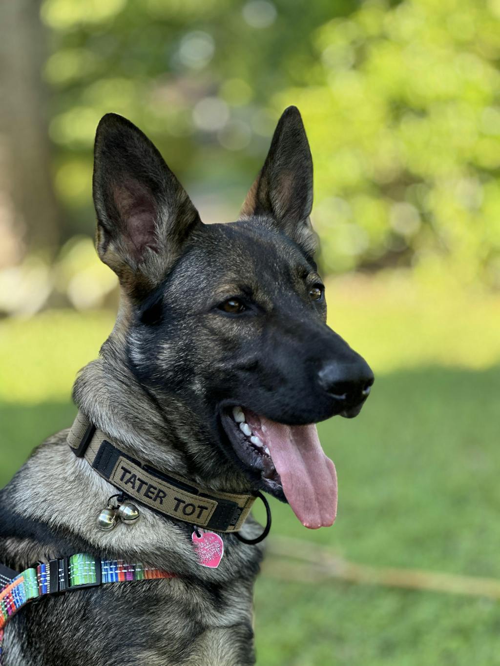 Custom Fi Tactical Dog 1" Collar (Series 3) | Tactipup