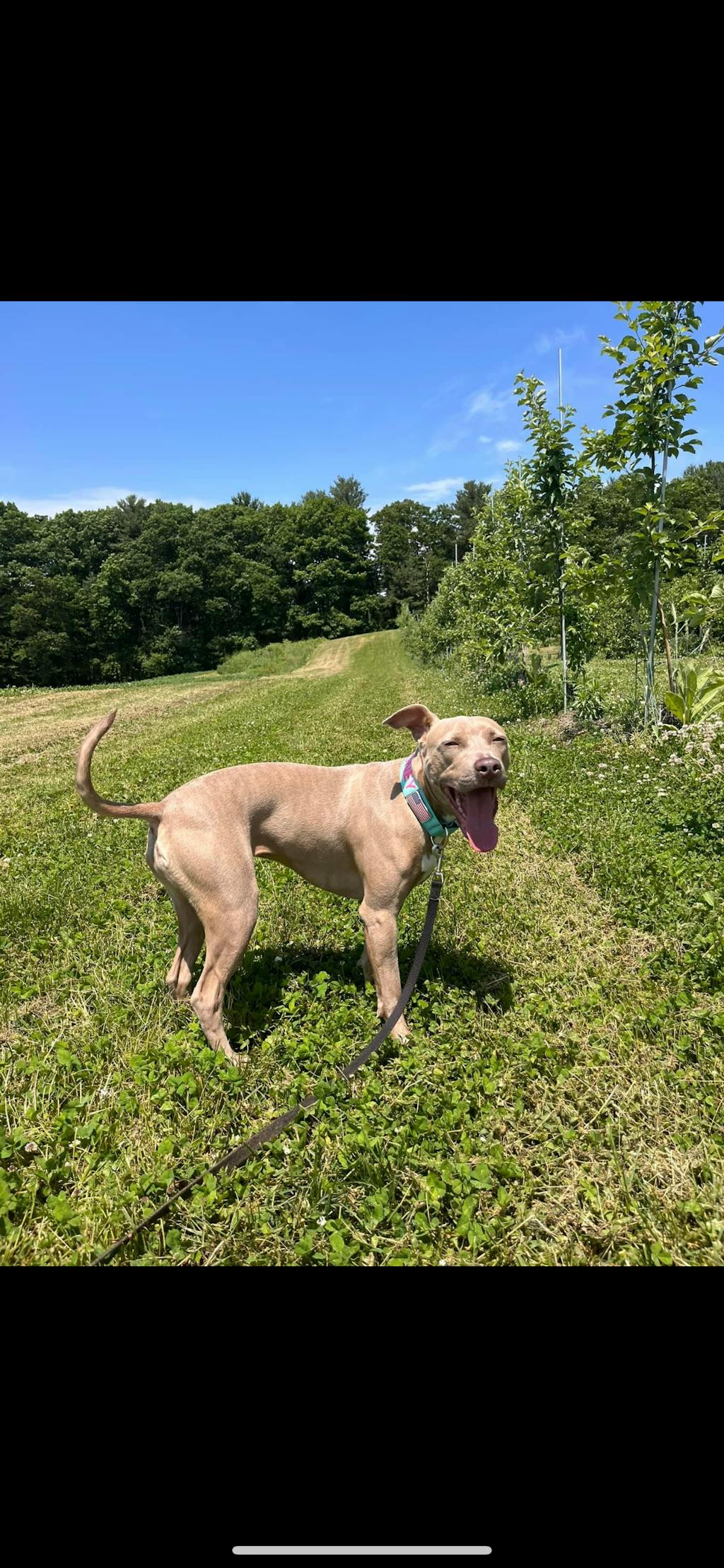 Heavy Duty Dog Collar - Silver Edition 1.5" | Tactipup