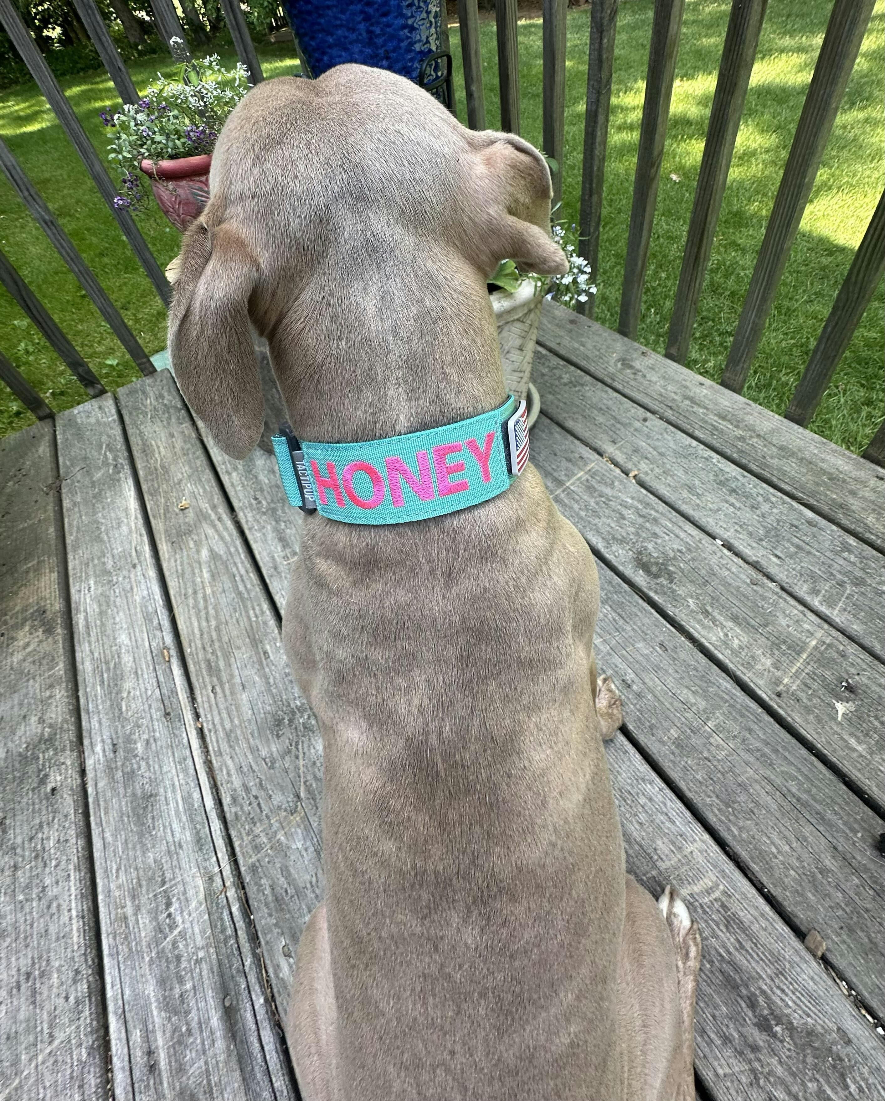 Heavy Duty Dog Collar - Silver Edition 1.5" | Tactipup