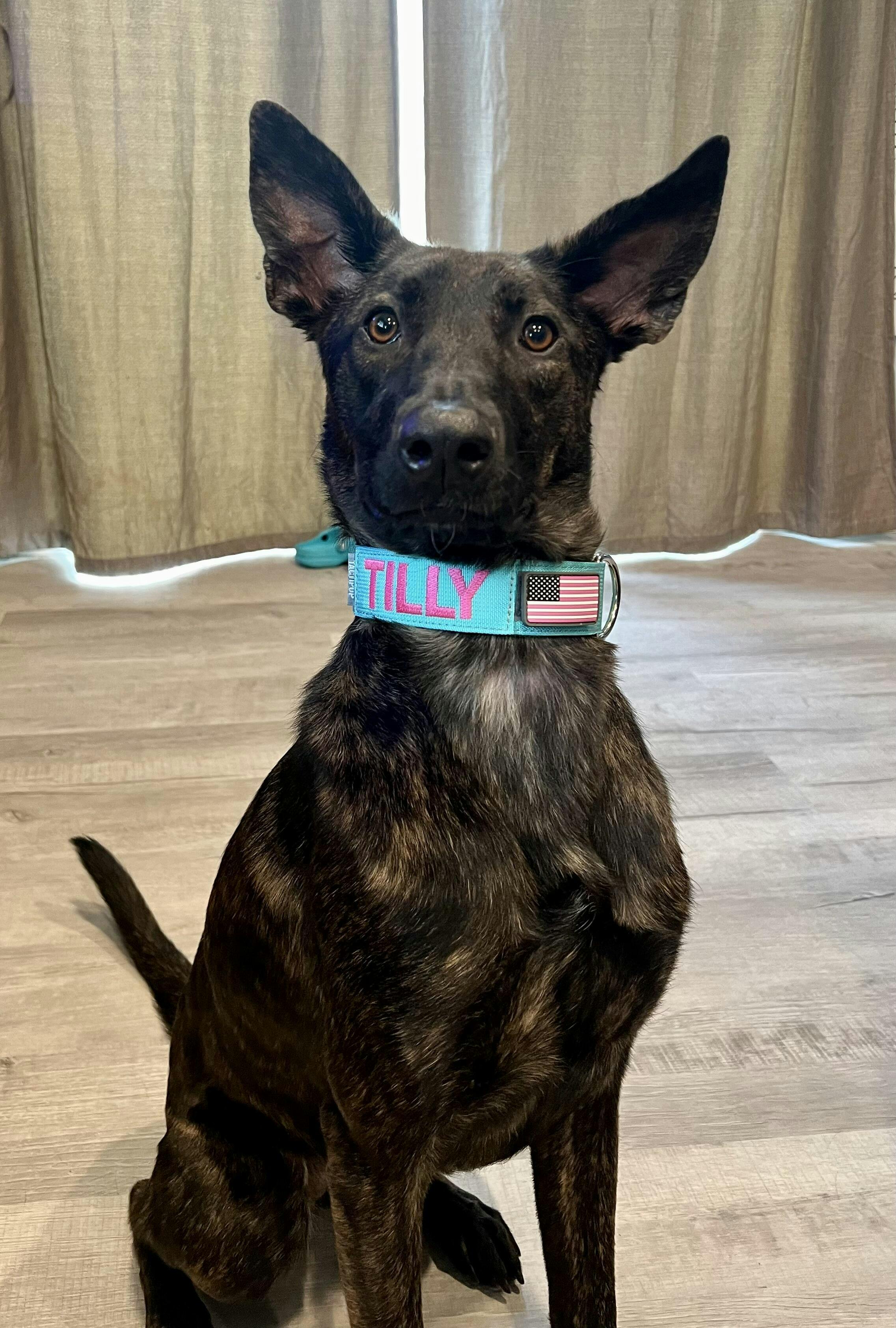 Heavy Duty Dog Collar - Silver Edition 1.5" | Tactipup