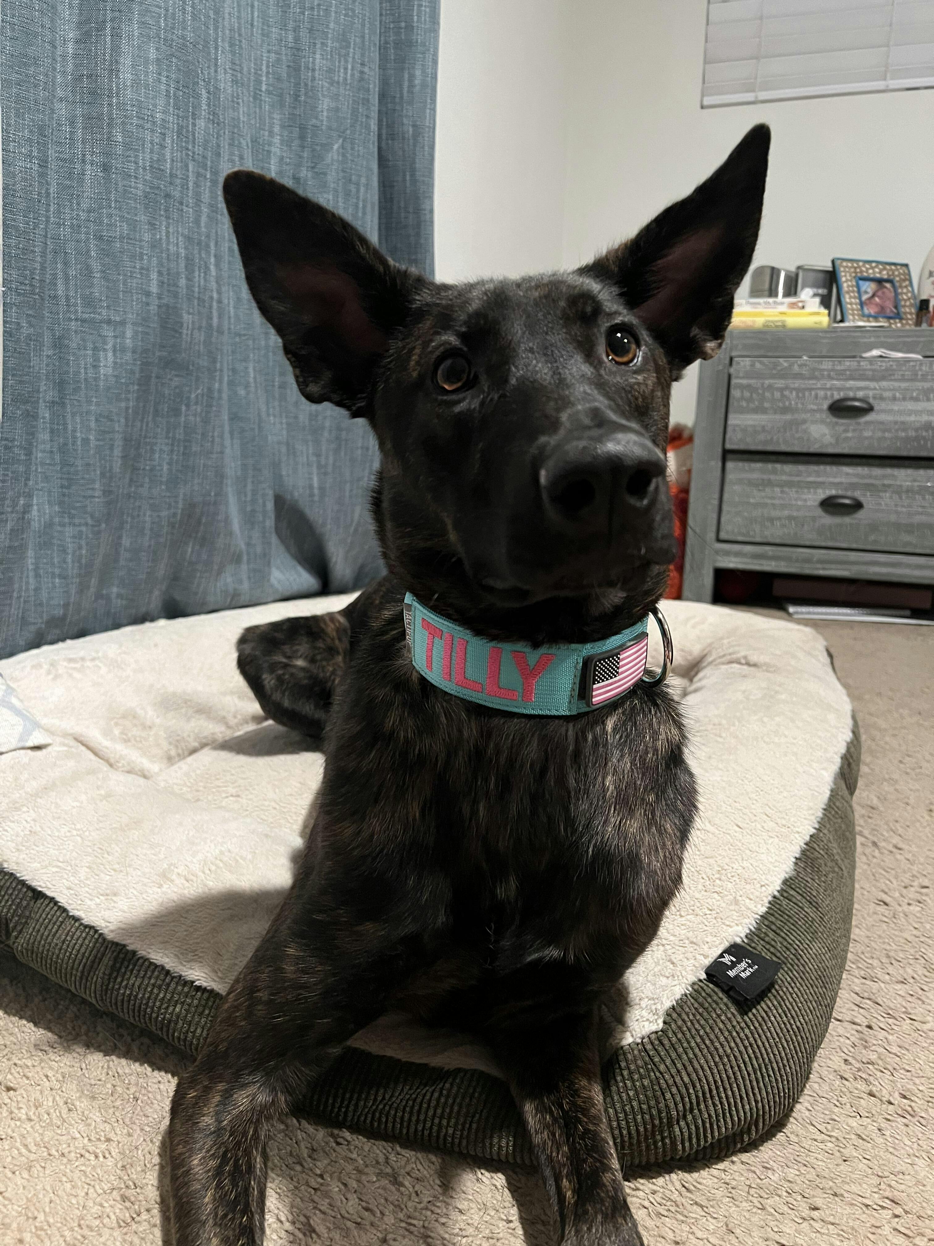 Heavy Duty Dog Collar - Silver Edition 1.5" | Tactipup