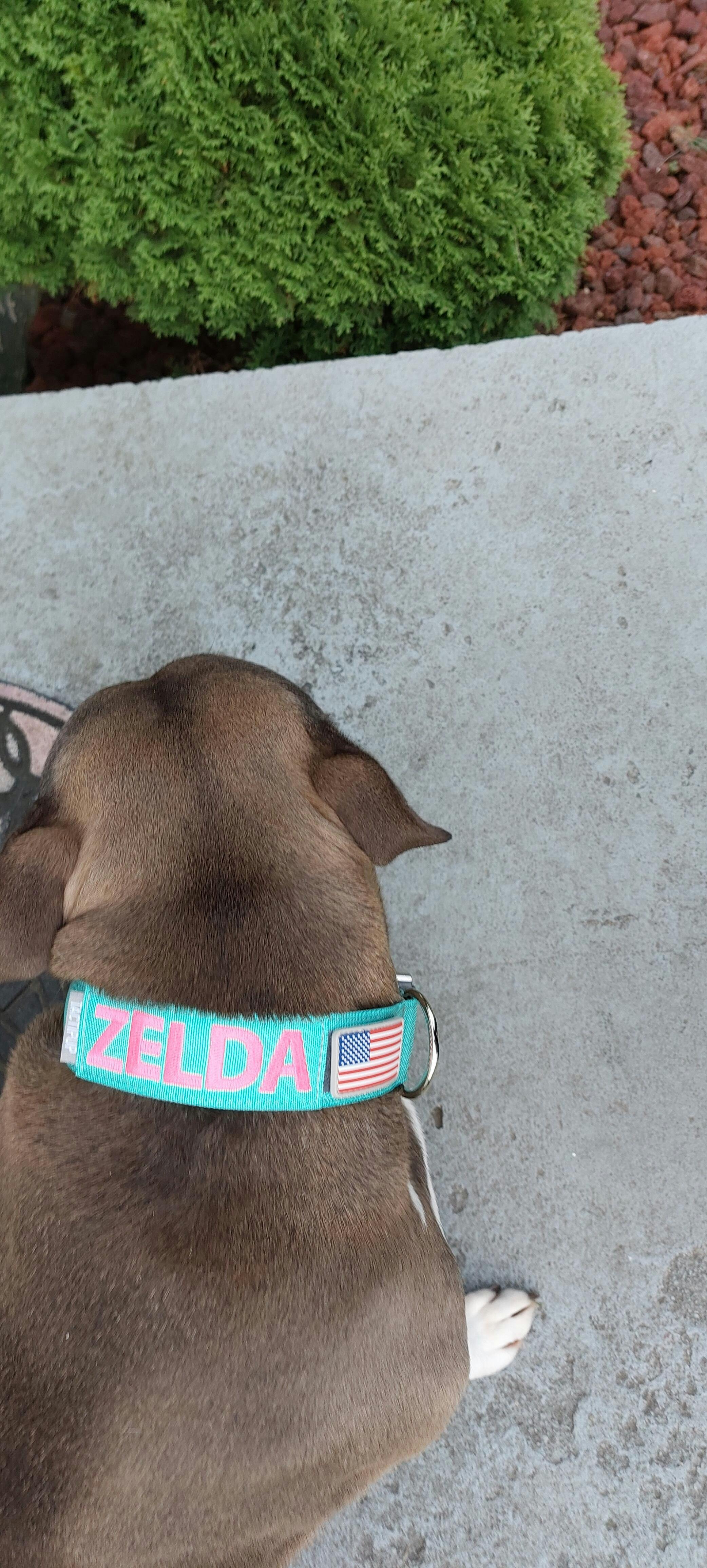 Heavy Duty Dog Collar - Silver Edition 1.5" | Tactipup