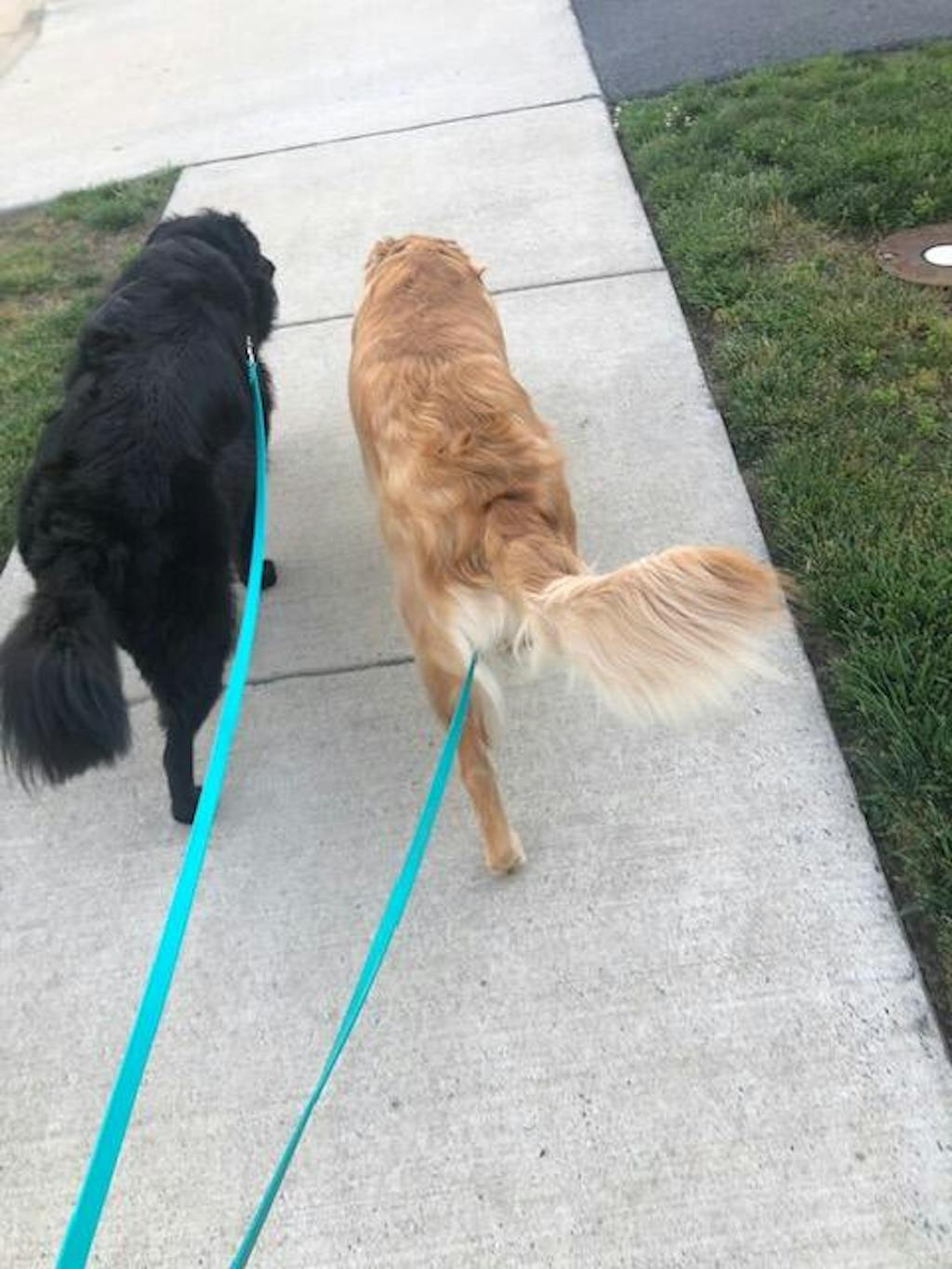 Heavy Duty Biothane Leash for Dogs | Tactipup