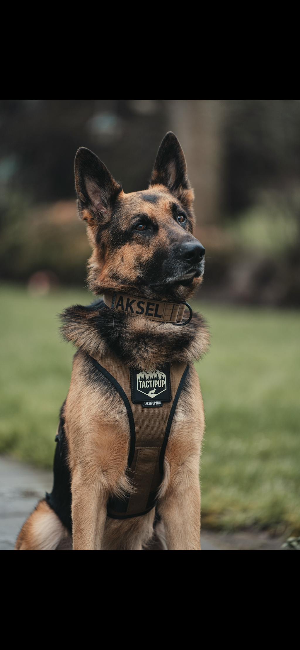 Extreme Tactical Dog Harness with Metal Buckles | Tactipup