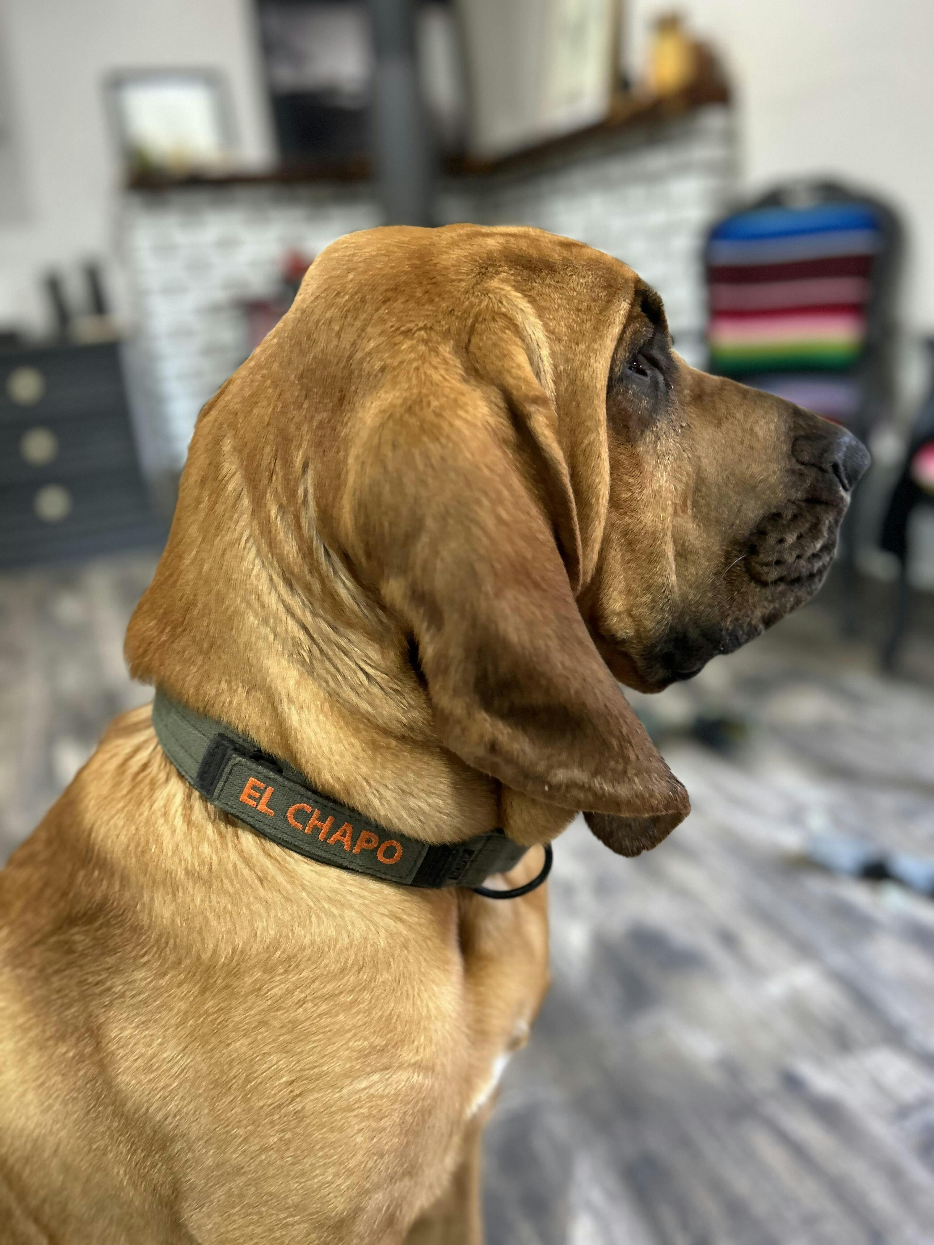 1.5" Personalized Extreme Fi Collar Band (Series 3) | Tactipup