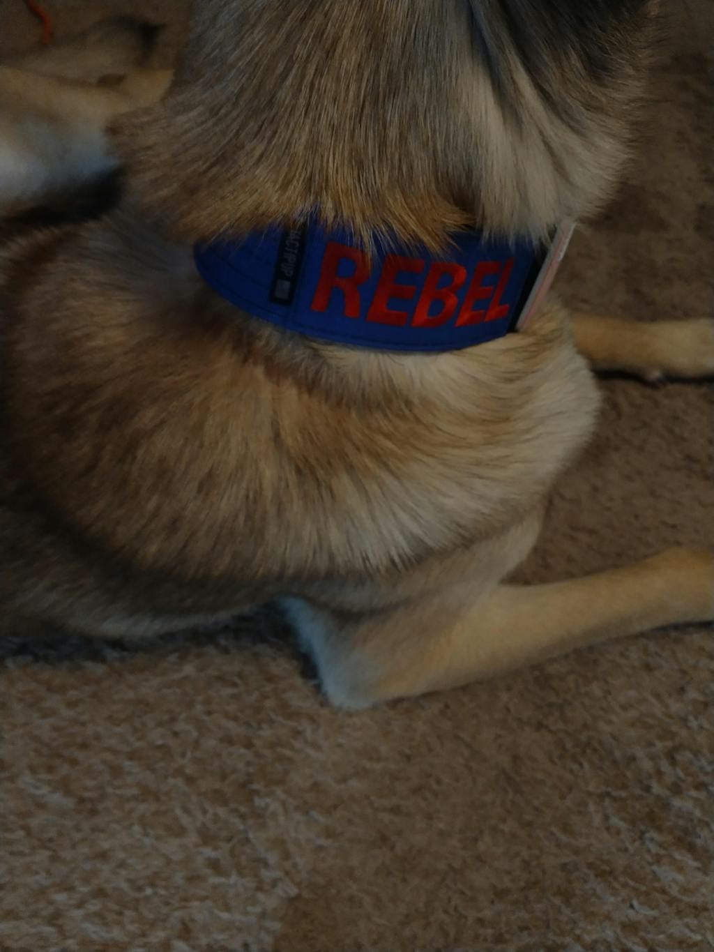 Customized Military Tactical Dog Collar with Handle | Tactipup