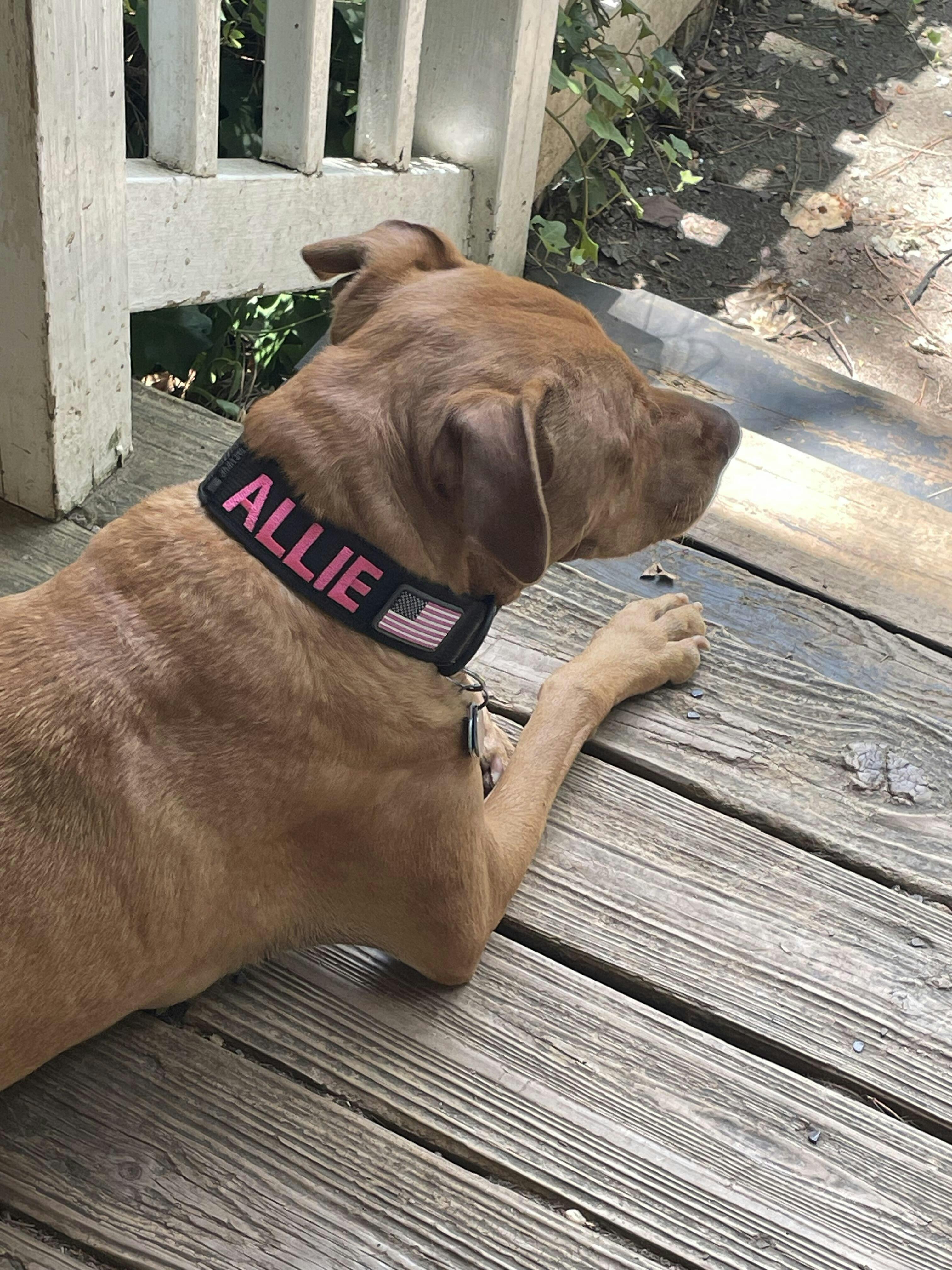 Extreme Collar Upgrade | Tactipup Durable Dog Collars