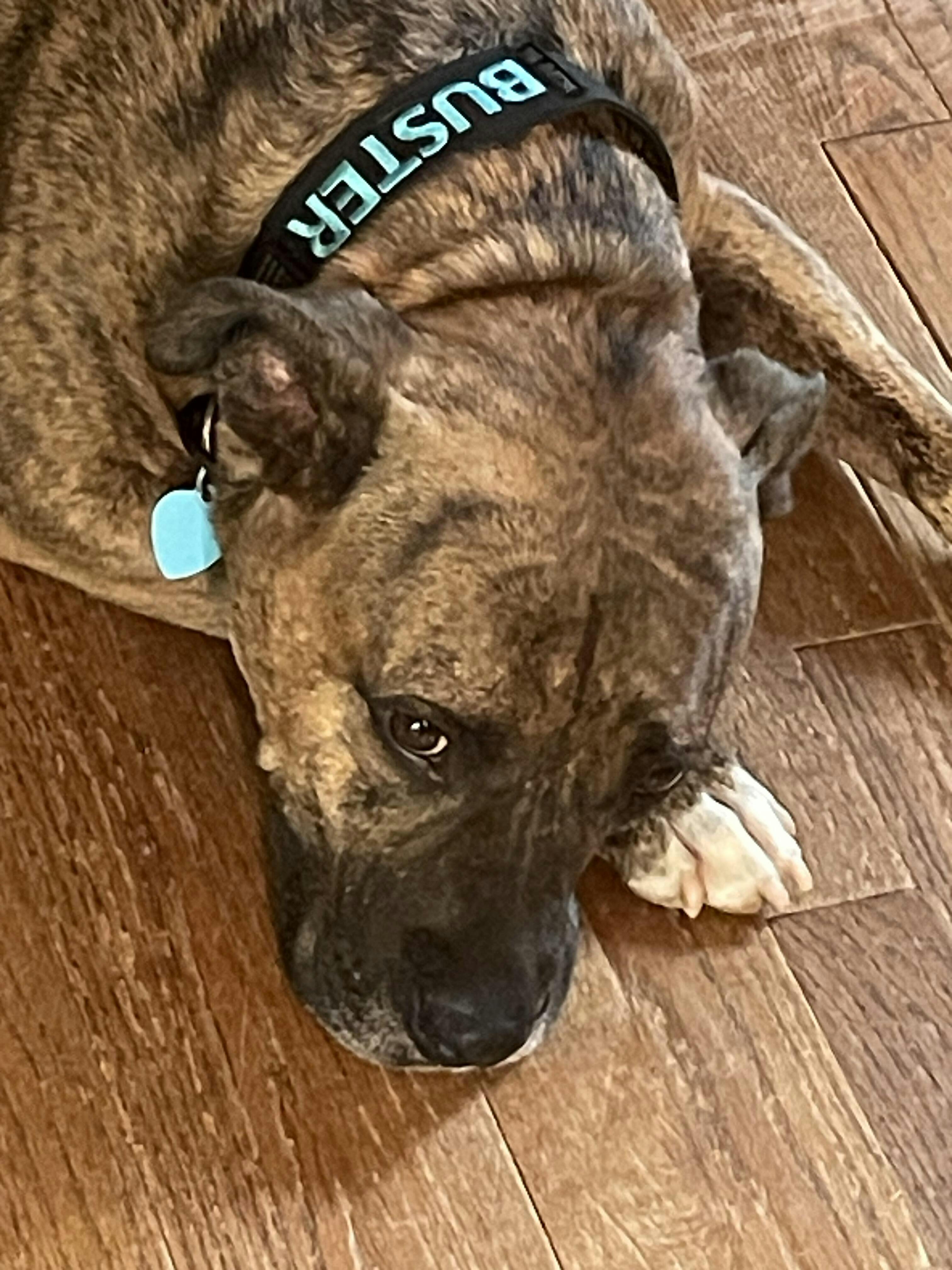 Extreme Collar Upgrade | Tactipup Durable Dog Collars