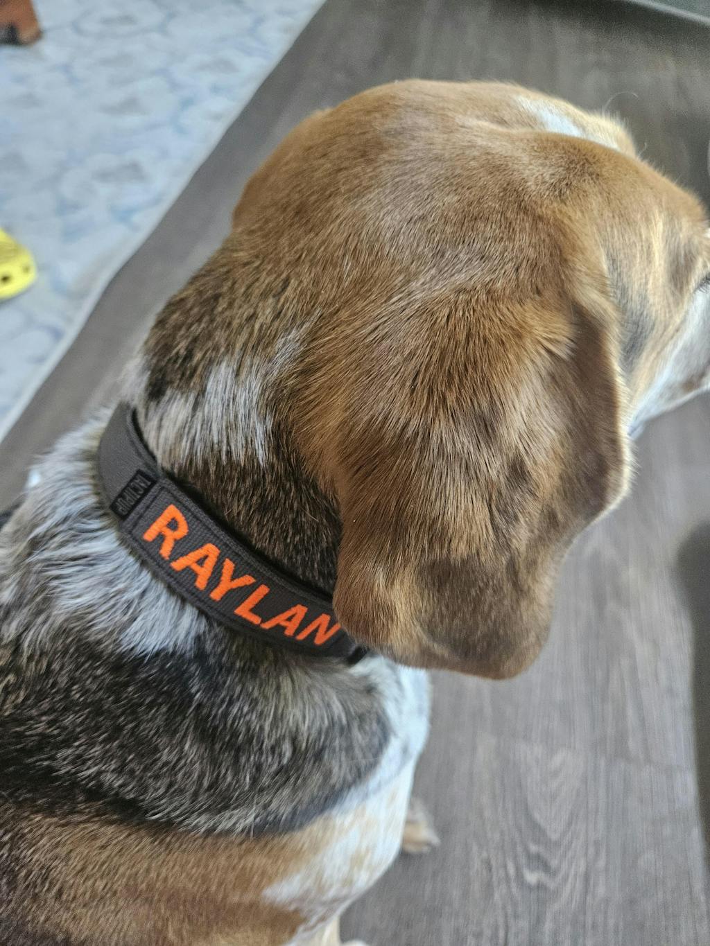 K9 1" Tactical Dog Collar with Cobra Buckle | Tactipup