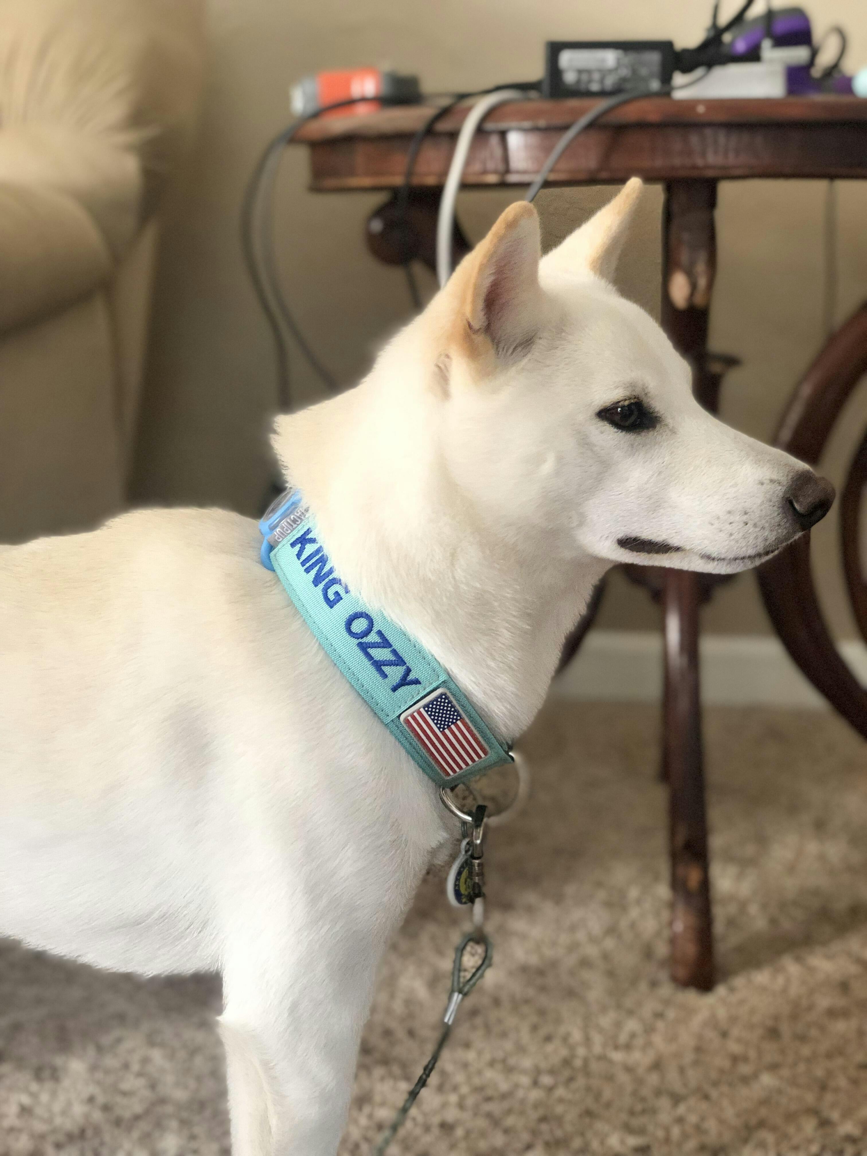 Heavy Duty Dog Collar - Silver Edition 1.5" | Tactipup