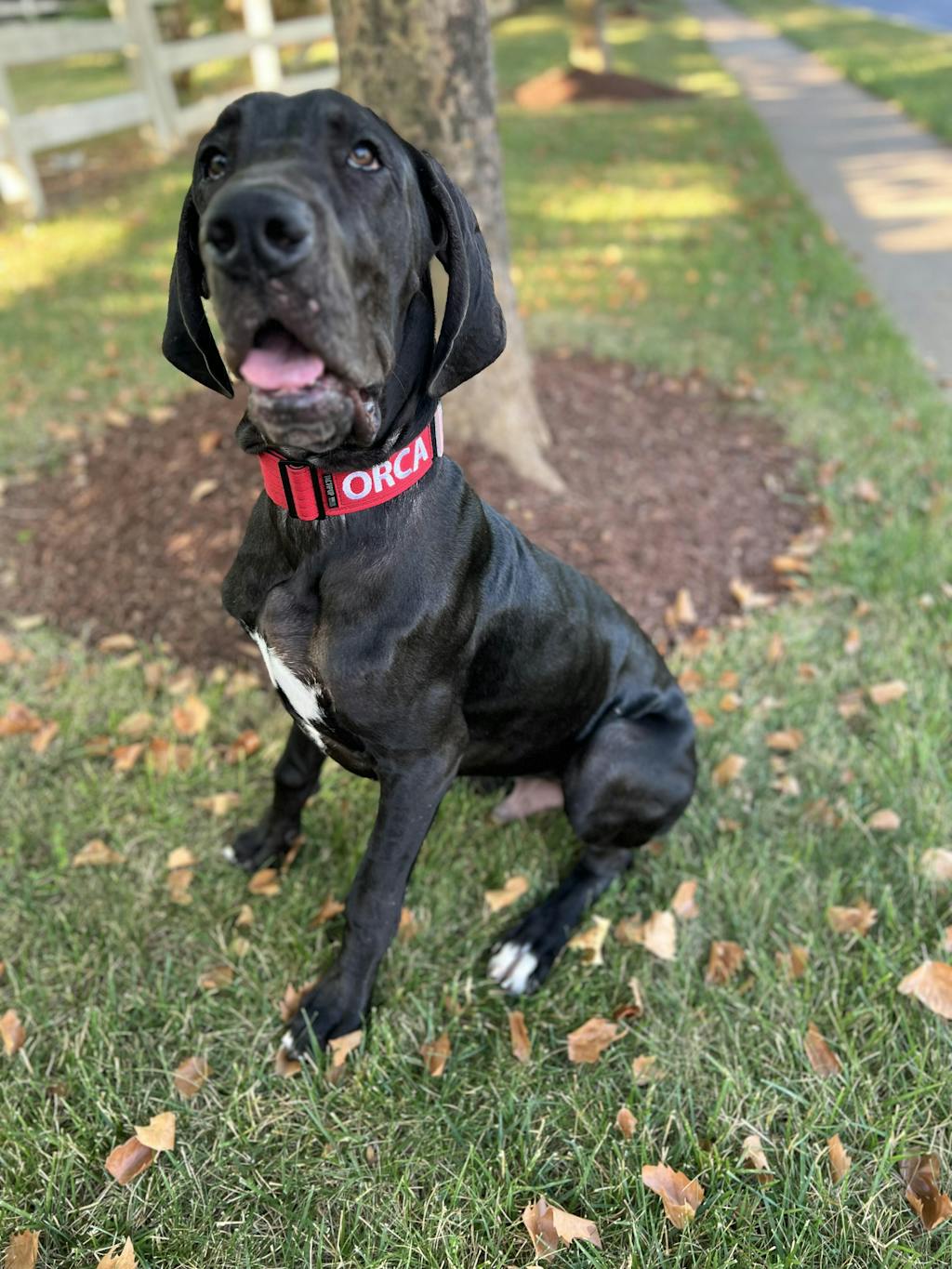 Customized Military Tactical Dog Collar with Handle | Tactipup