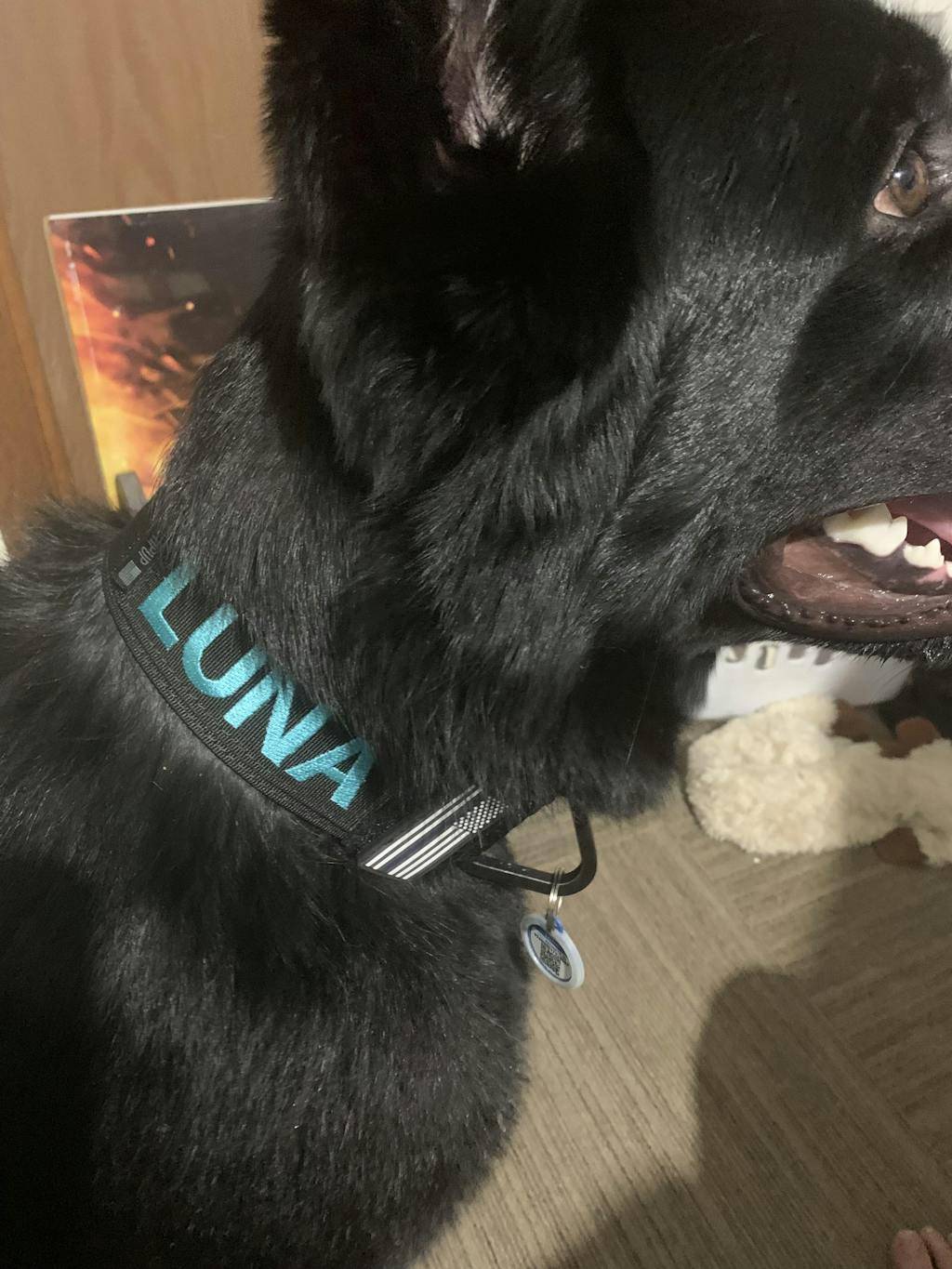 Customized Military Tactical Dog Collar with Handle | Tactipup