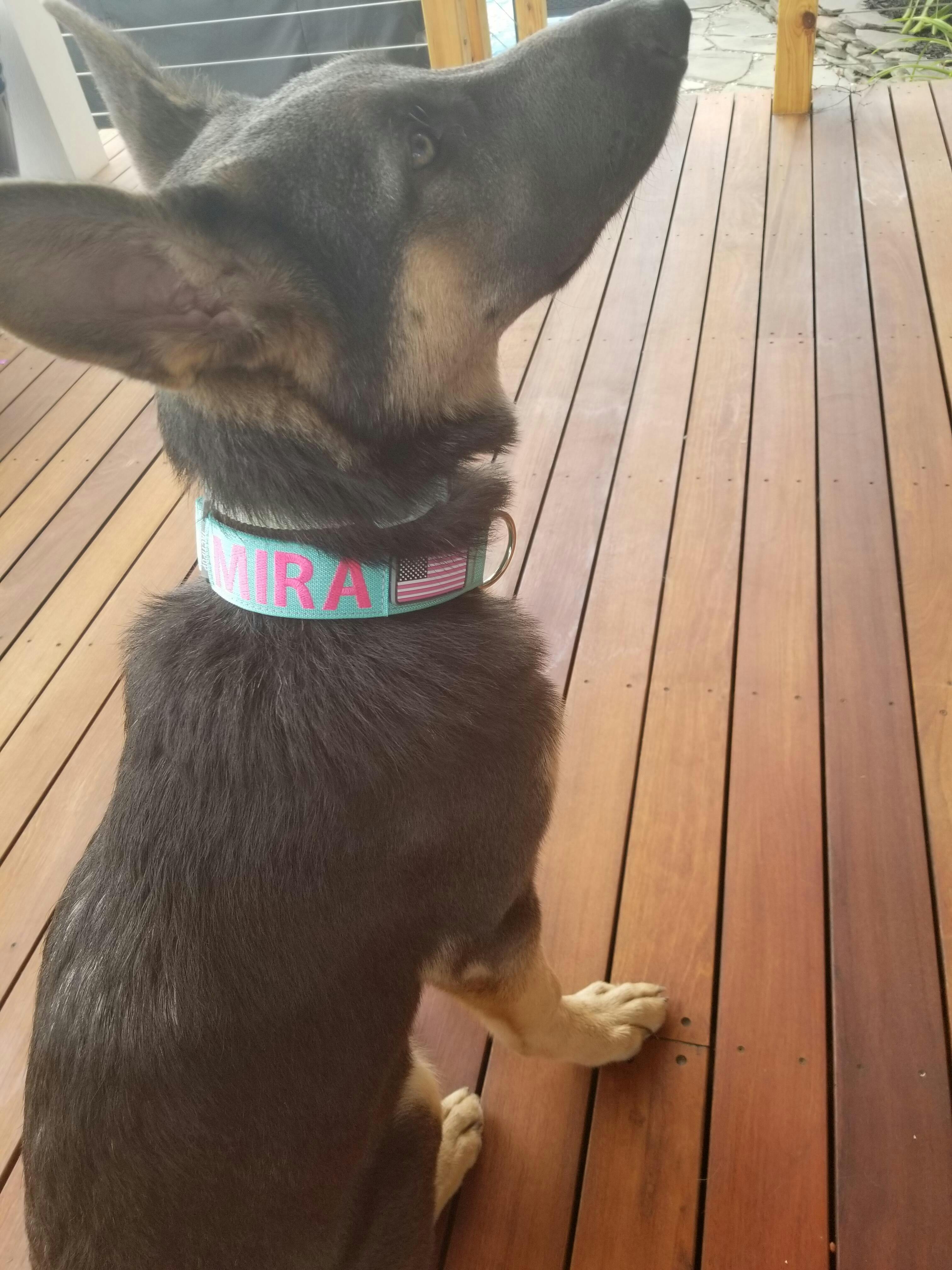 Heavy Duty Dog Collar - Silver Edition 1.5" | Tactipup