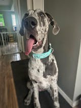 Heavy Duty Dog Collar - Silver Edition 1.5" | Tactipup