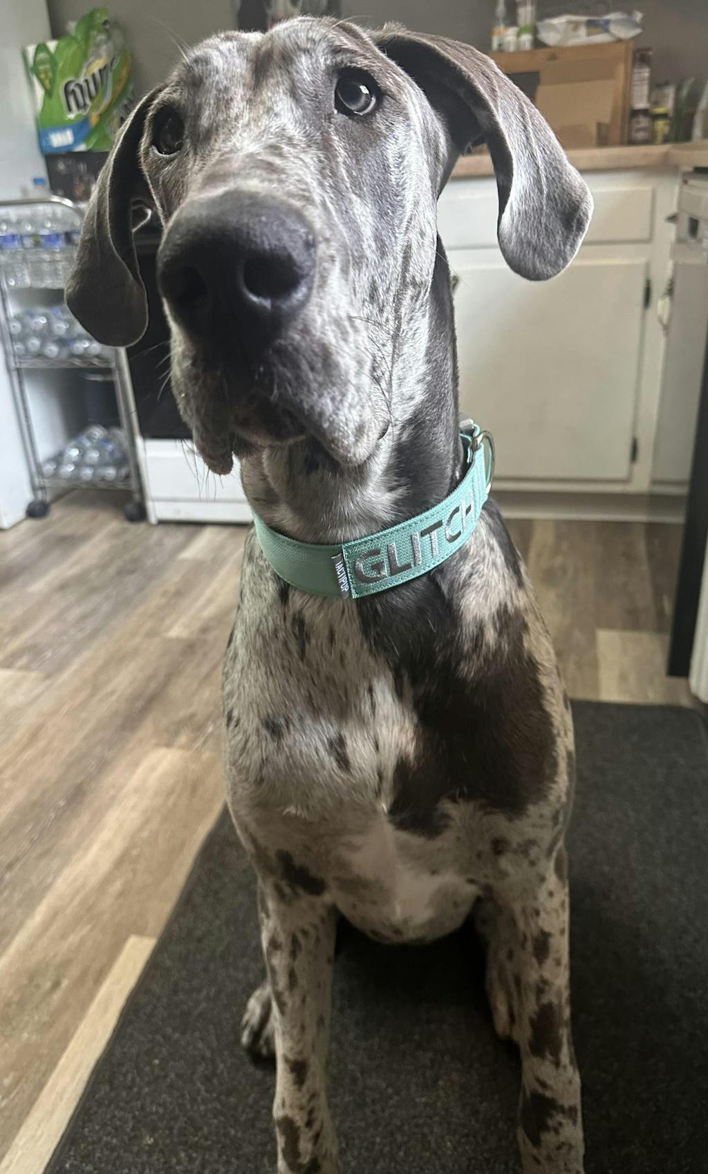 Heavy Duty Dog Collar - Silver Edition 1.5" | Tactipup