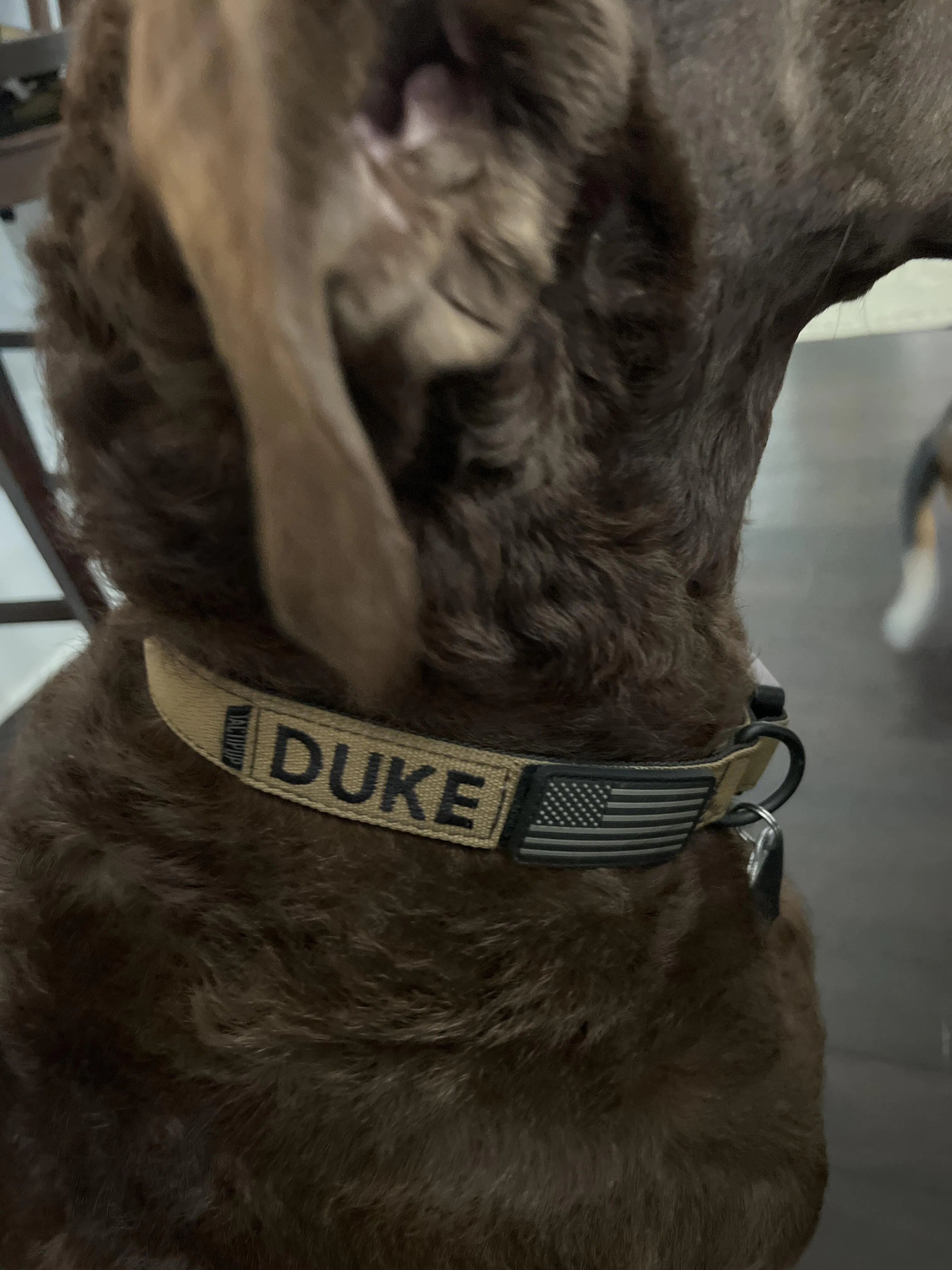 K9 1" Tactical Dog Collar with Cobra Buckle | Tactipup