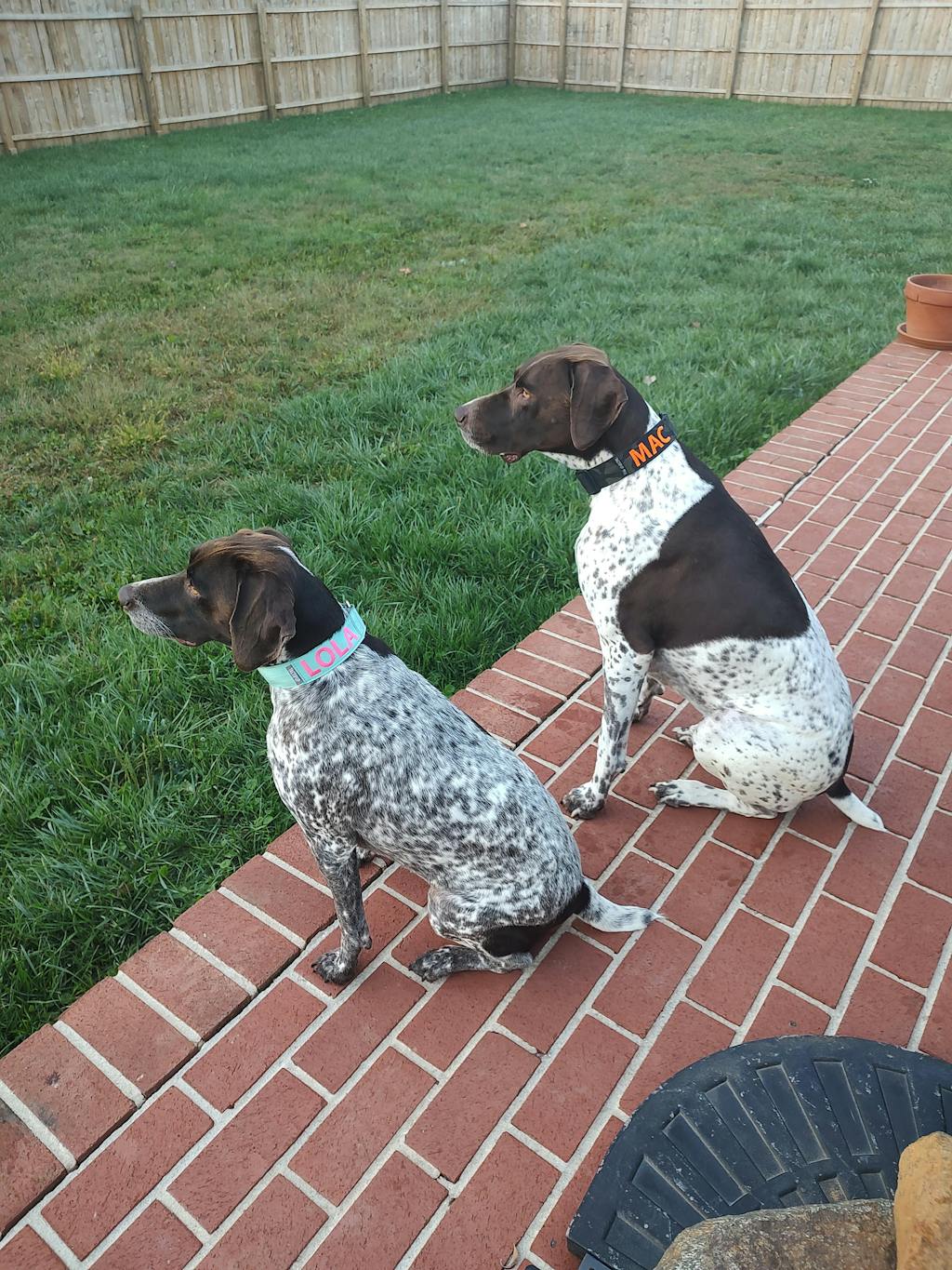 Heavy Duty Dog Collar - Silver Edition 1.5" | Tactipup