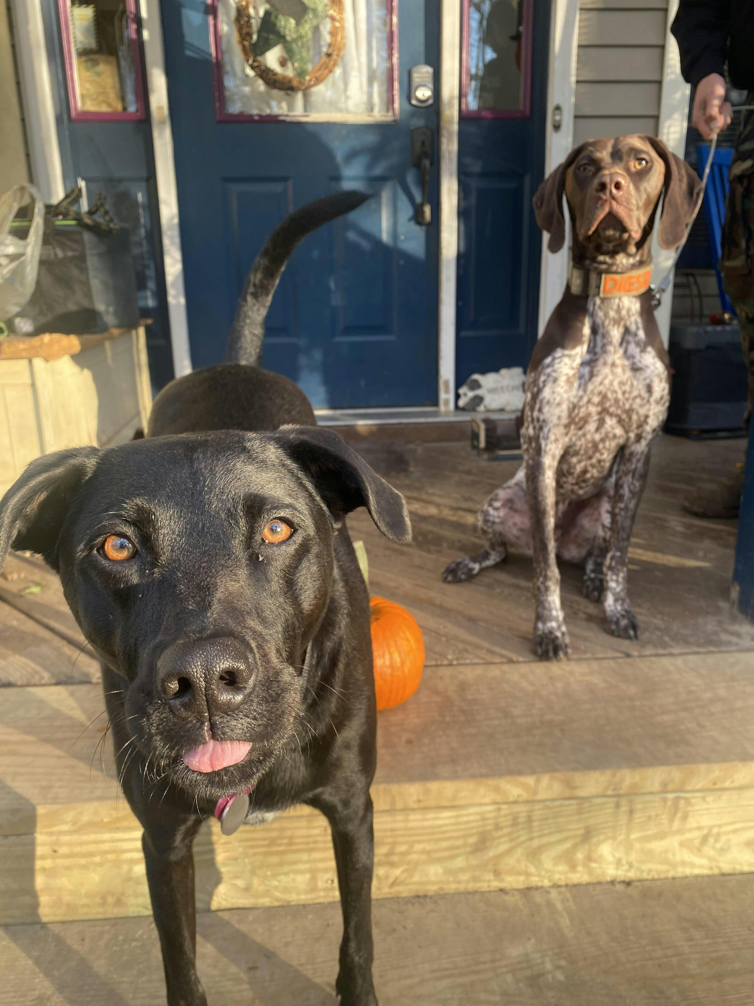 Heavy Duty Dog Collar - Silver Edition 1.5" | Tactipup