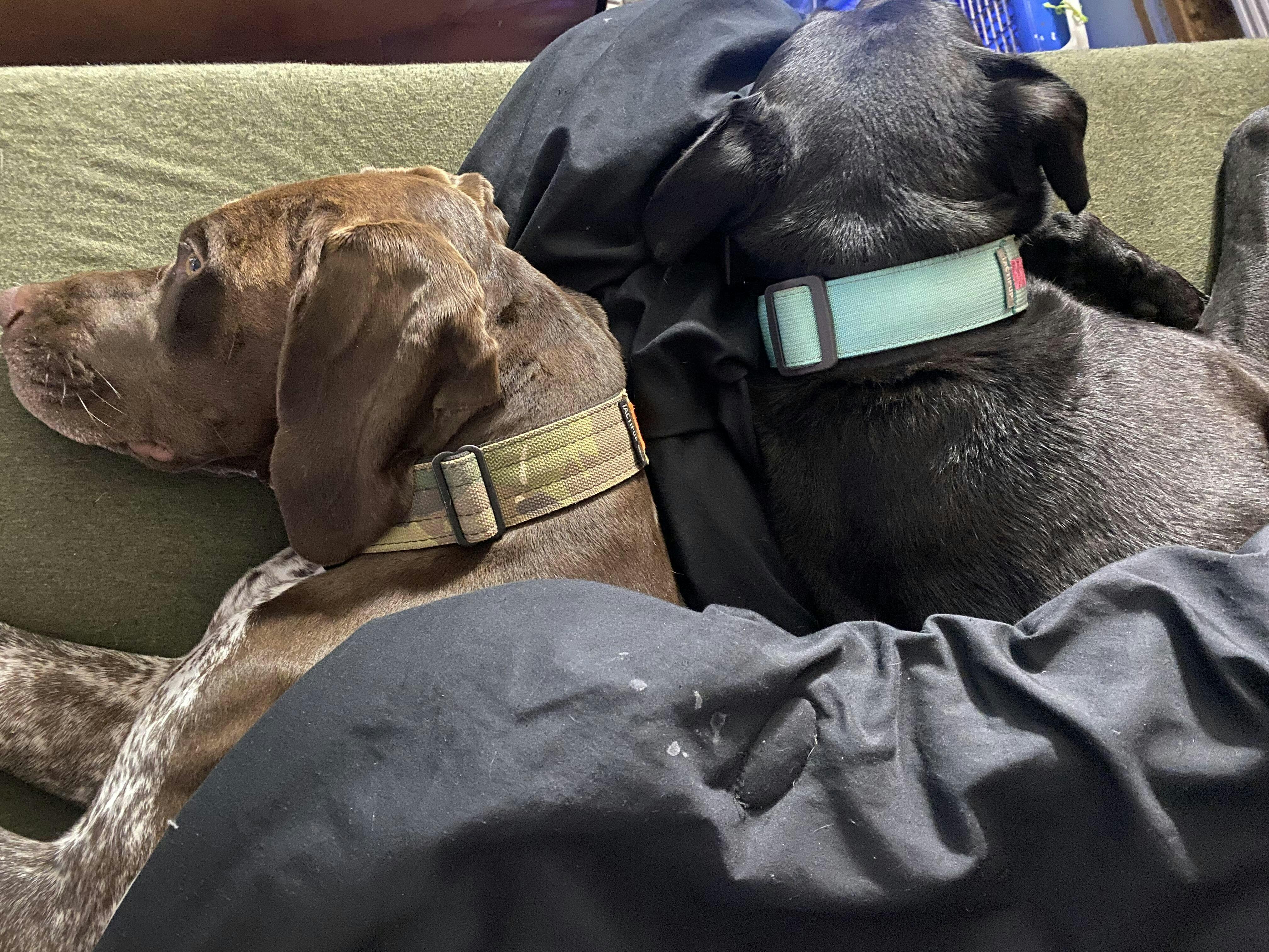 Heavy Duty Dog Collar - Silver Edition 1.5" | Tactipup