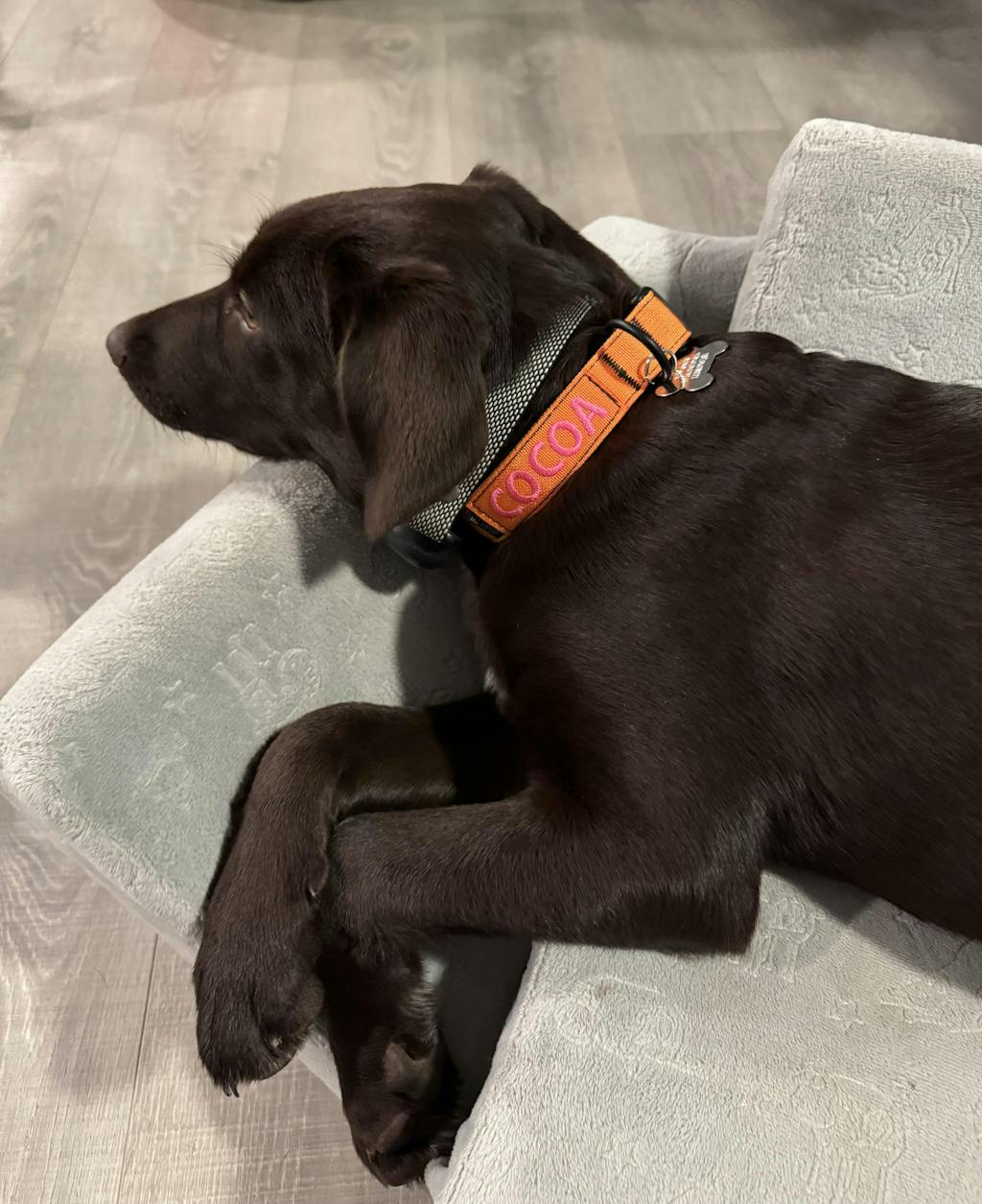 Custom Tactical Dog Collars | Tactipup Durable Dog Collars