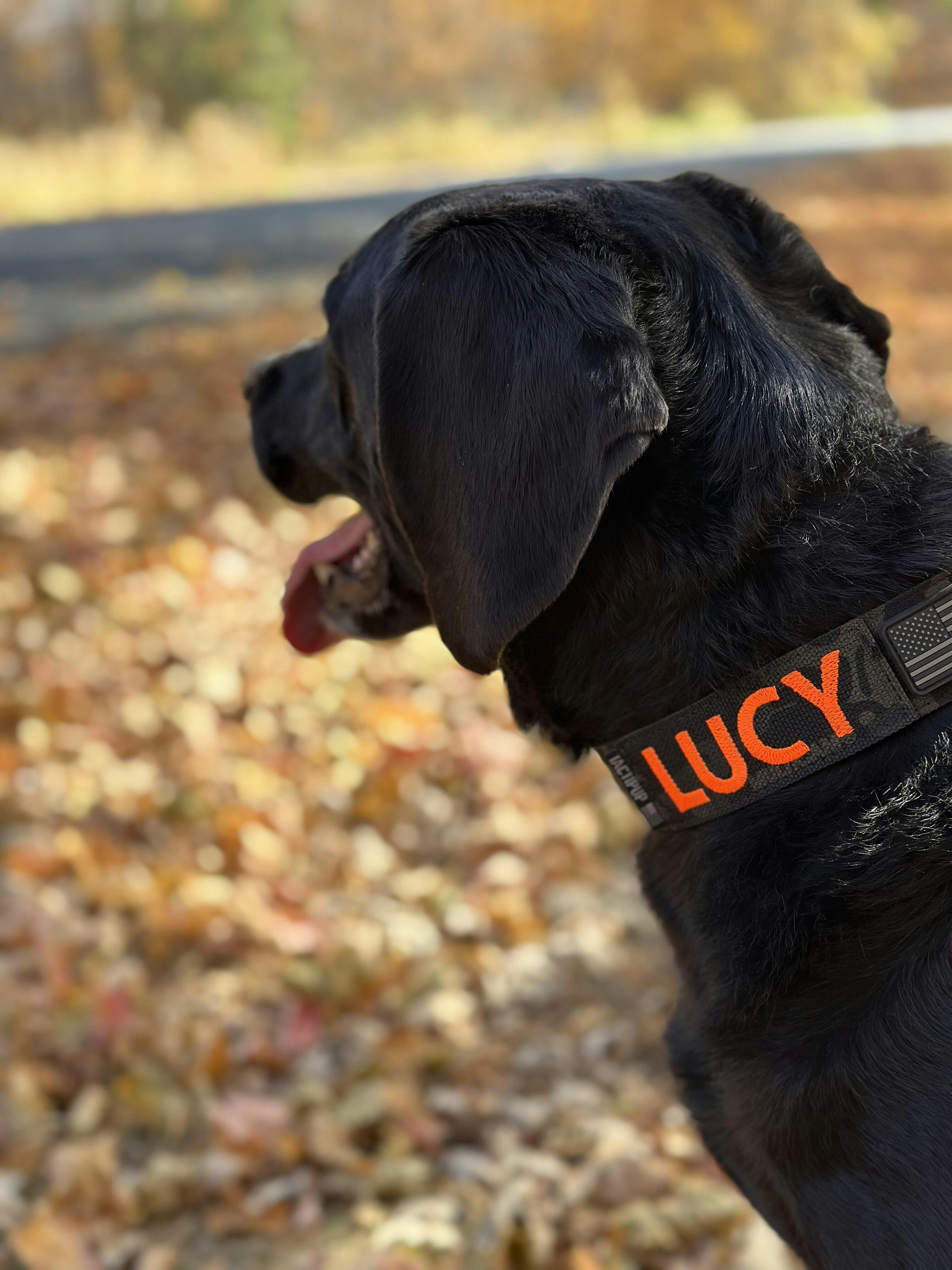 Custom 1.5" Basic Tactical Dog Collars | Tactipup Dog Gear