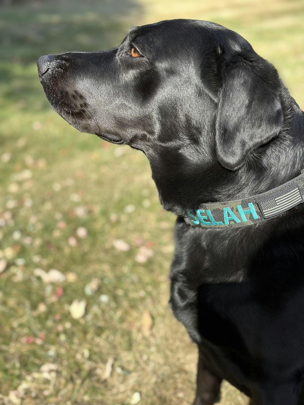 Custom 1.5" Basic Tactical Dog Collars | Tactipup Dog Gear