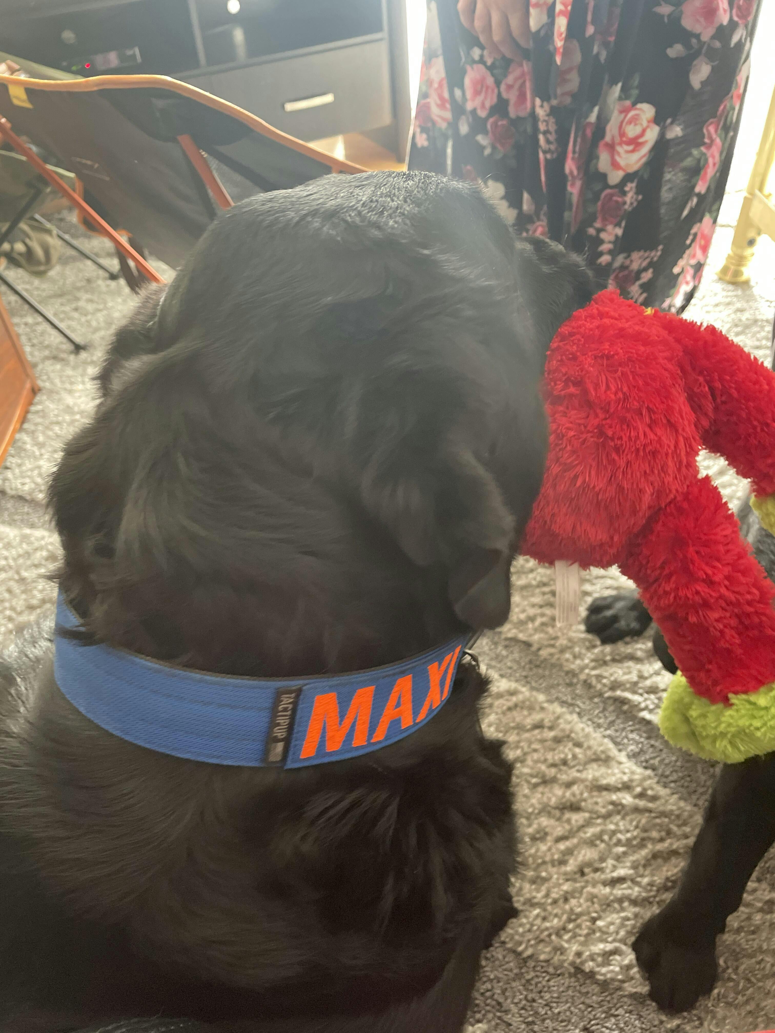 Custom 1.5" Basic Tactical Dog Collars | Tactipup Dog Gear