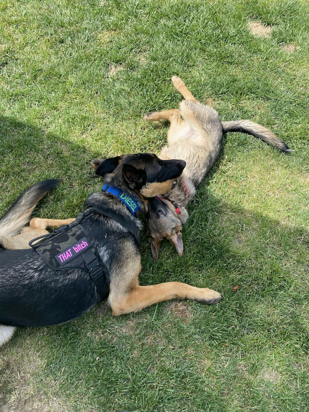 Camo Logo Sticker - Top-Notch Dog Gear | Tactipup