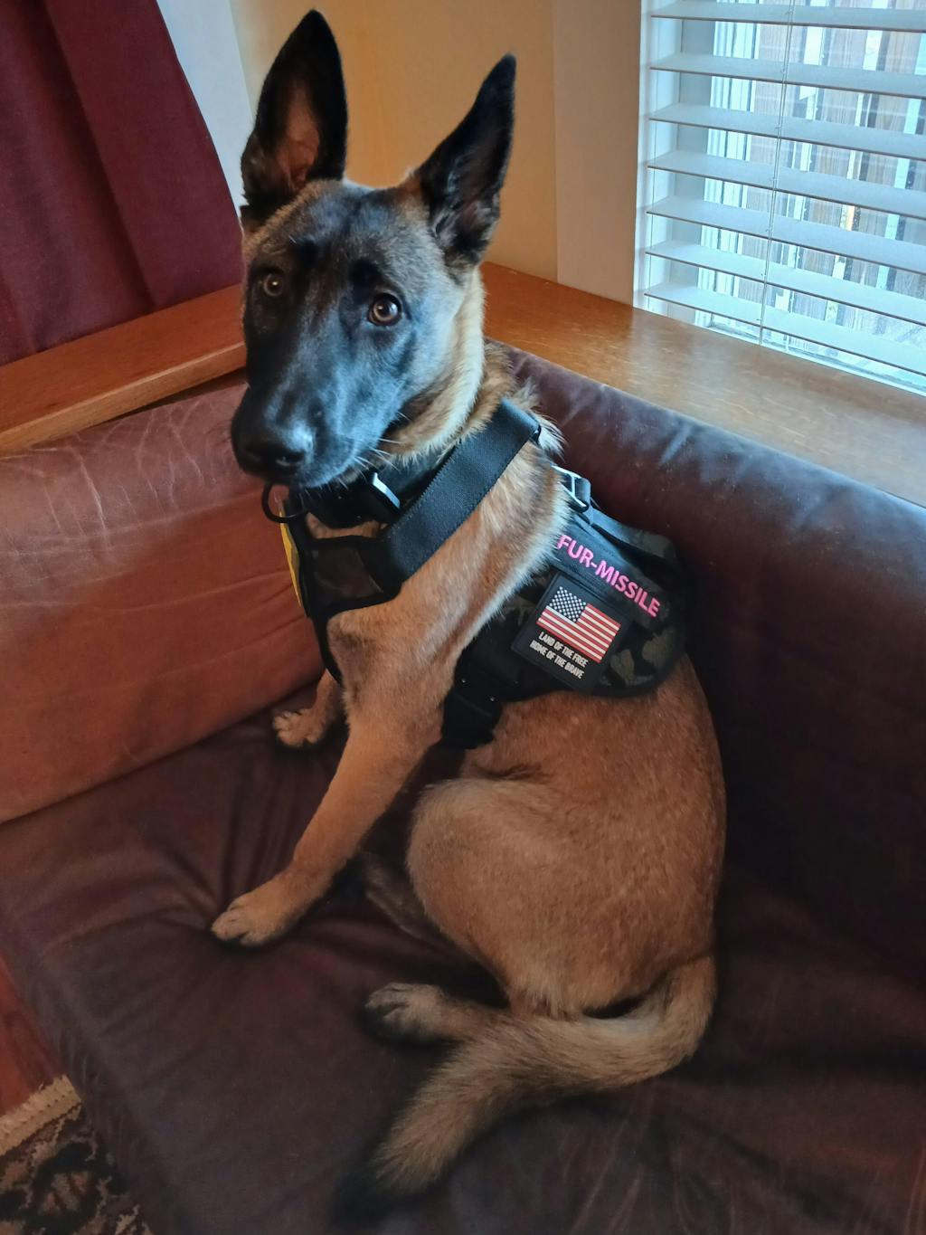 Personalized Series - 1 & 2 Fi Tactical Dog Collar Band | Tactipup