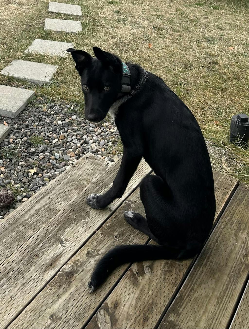 Custom 1.5" Basic Tactical Dog Collars | Tactipup Dog Gear