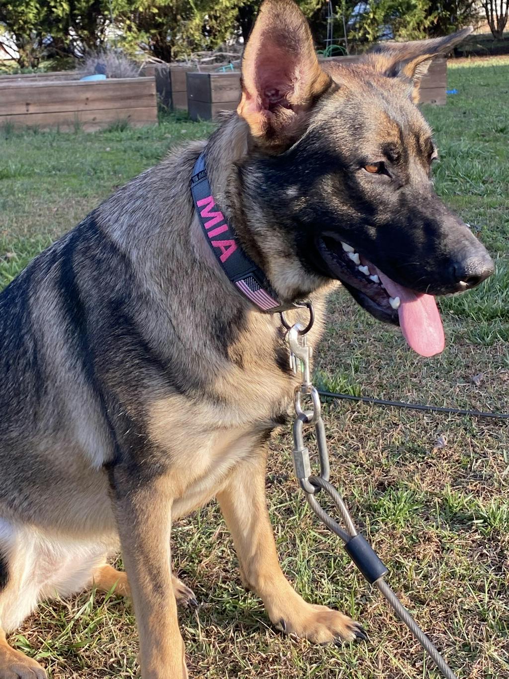 Custom 1.5" Basic Tactical Dog Collars | Tactipup Dog Gear