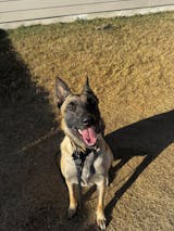 Extreme Biothane Dog Leash | Tactipup Durable Dog Leashes