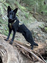 Extreme Tactical Dog Harness with Metal Buckles | Tactipup