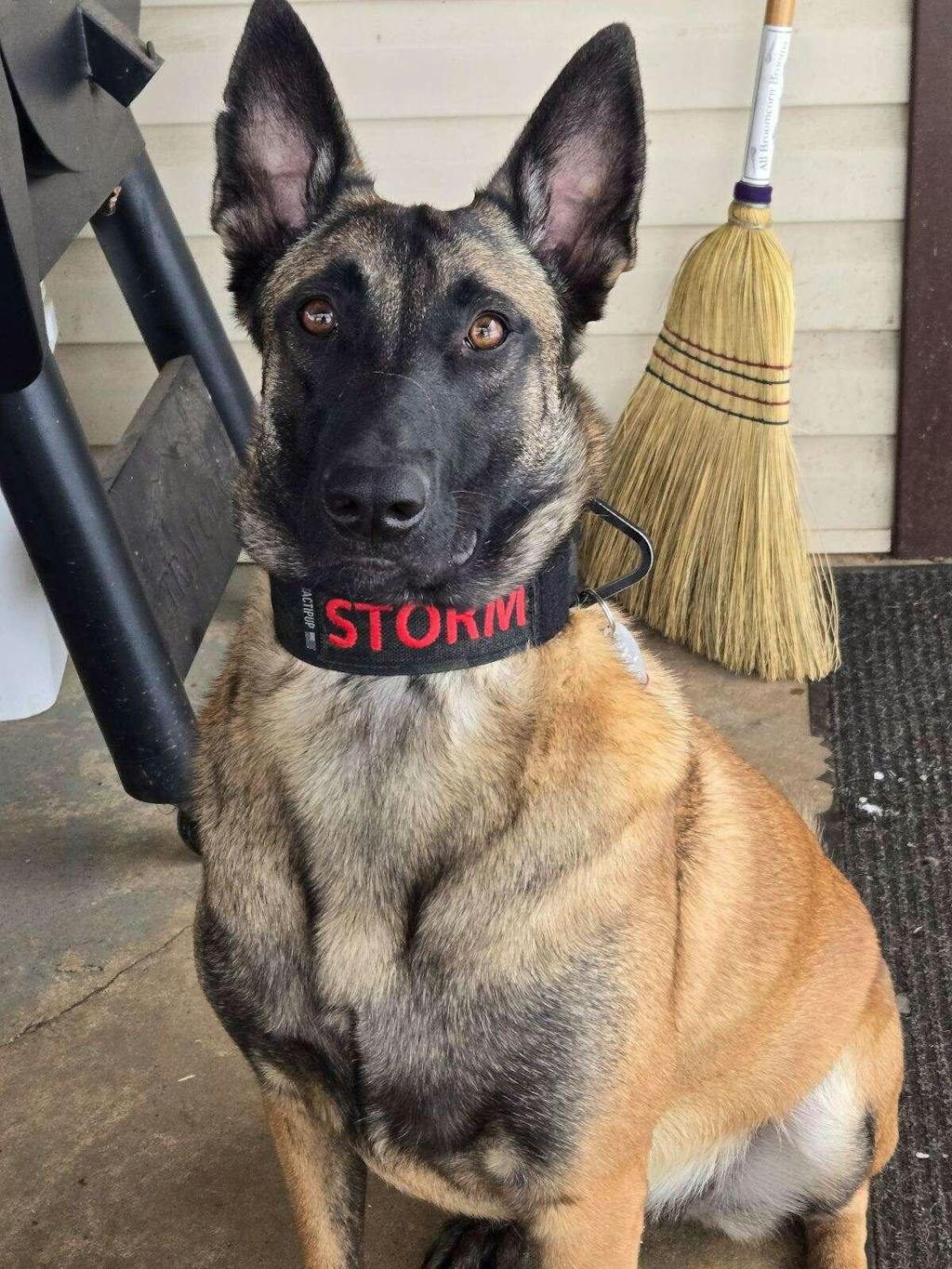 Customized Military Tactical Dog Collar with Handle | Tactipup