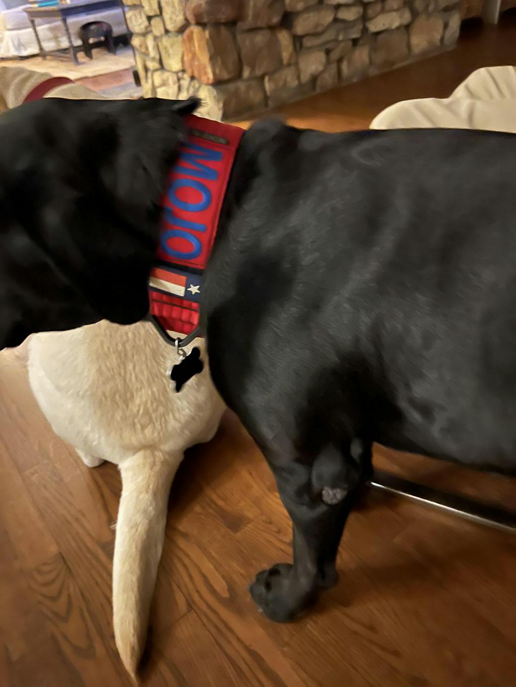 Customized Military Tactical Dog Collar with Handle | Tactipup