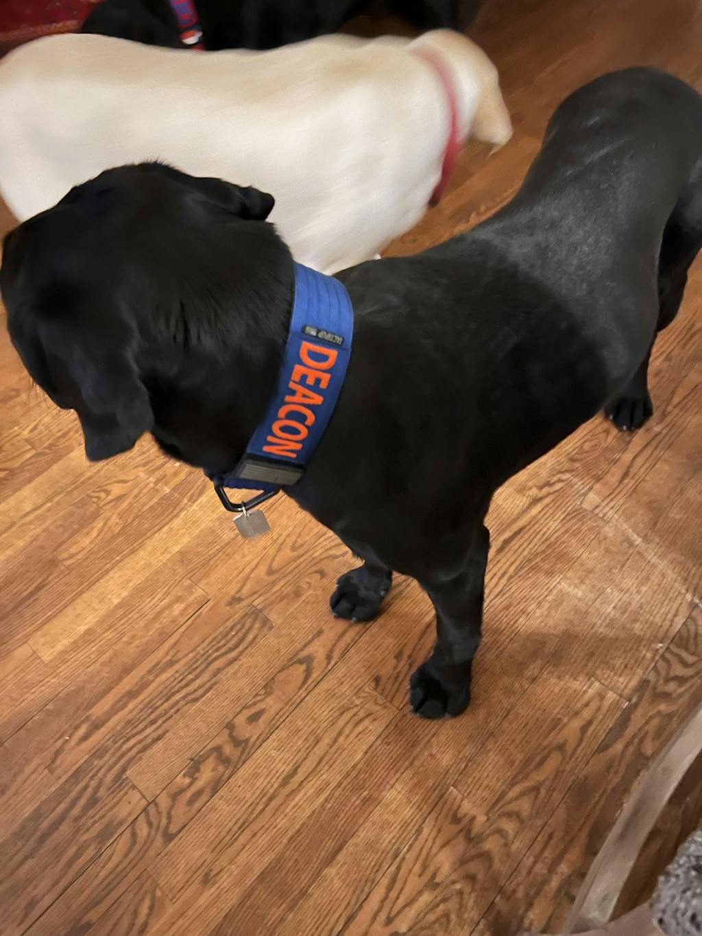 Customized Military Tactical Dog Collar with Handle | Tactipup