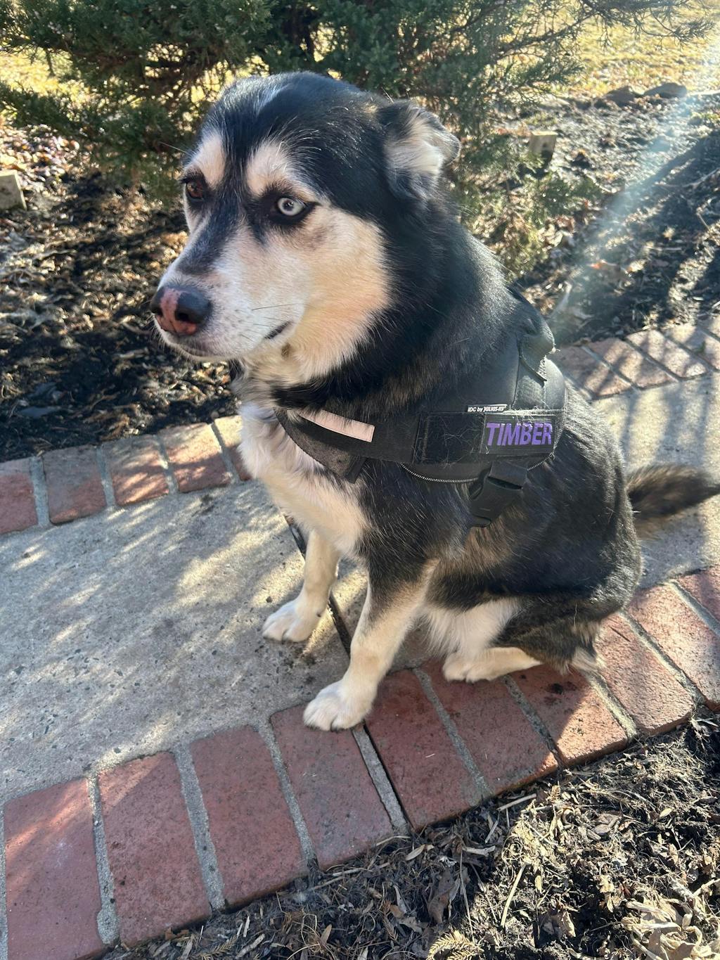 IDC Powerharness Tactical Dog Harness for K9 Dogs | Tactipup