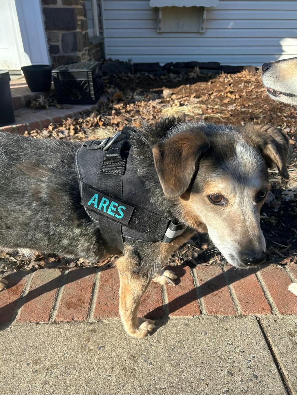 IDC Powerharness Tactical Dog Harness for K9 Dogs | Tactipup