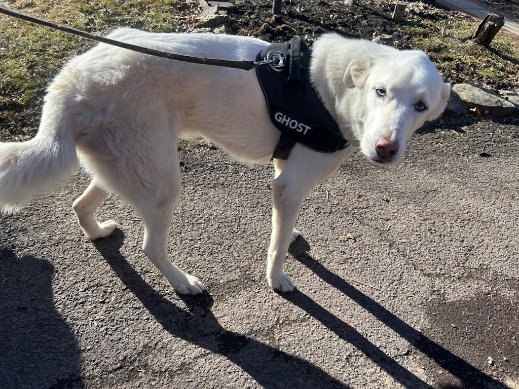 IDC Powerharness Tactical Dog Harness for K9 Dogs | Tactipup