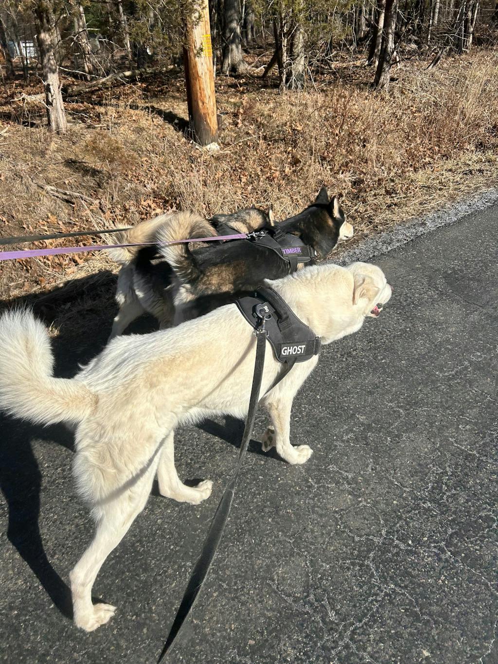 IDC Powerharness Tactical Dog Harness for K9 Dogs | Tactipup