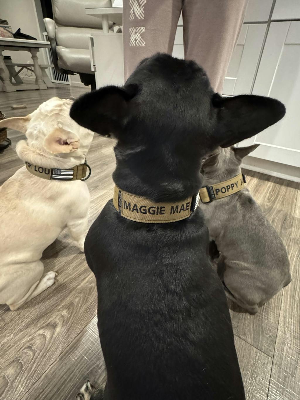 Extreme Customized Tactical 1.5" Dog Collar | Tactipup