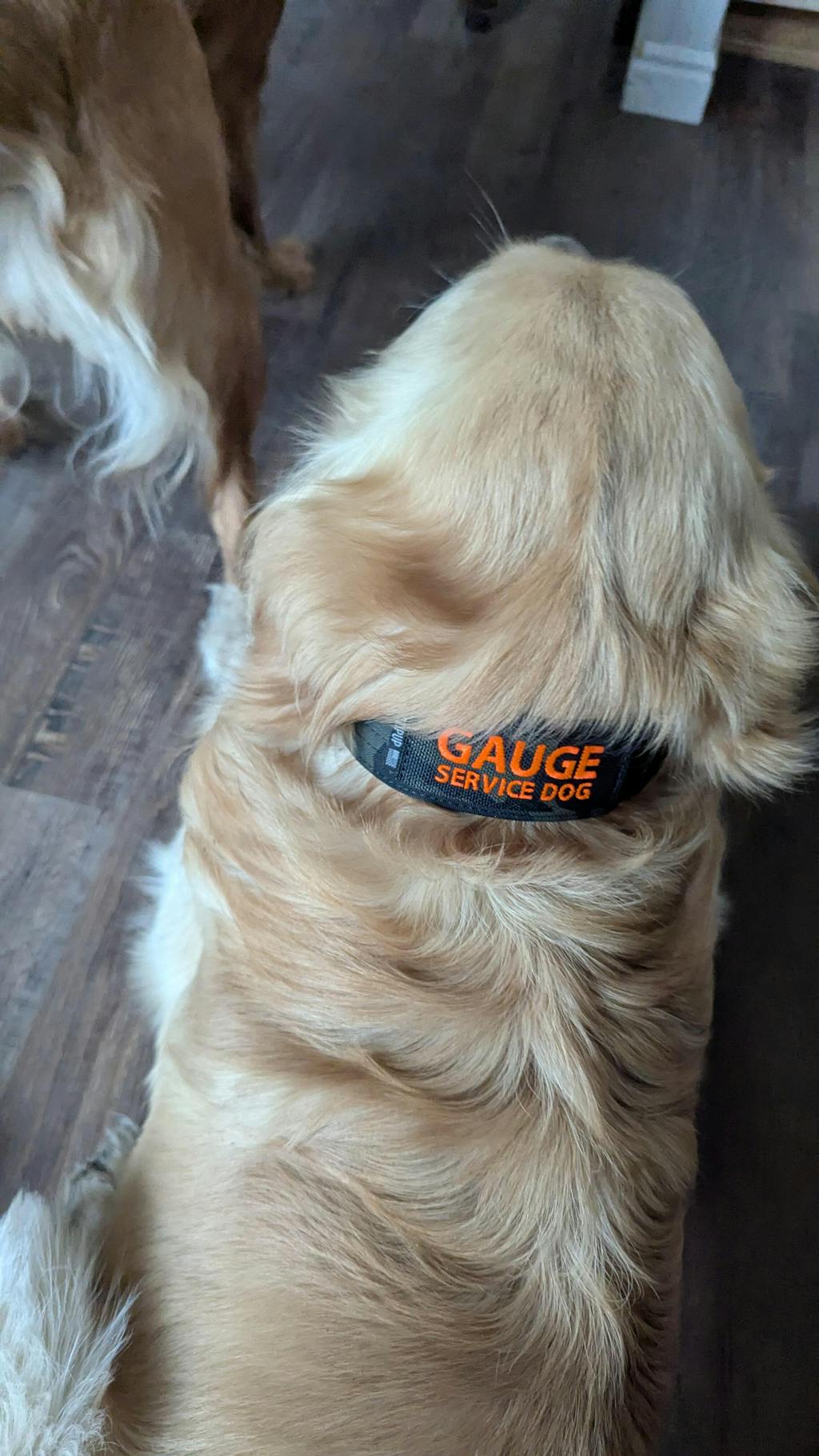 Customized Military Tactical Dog Collar with Handle | Tactipup