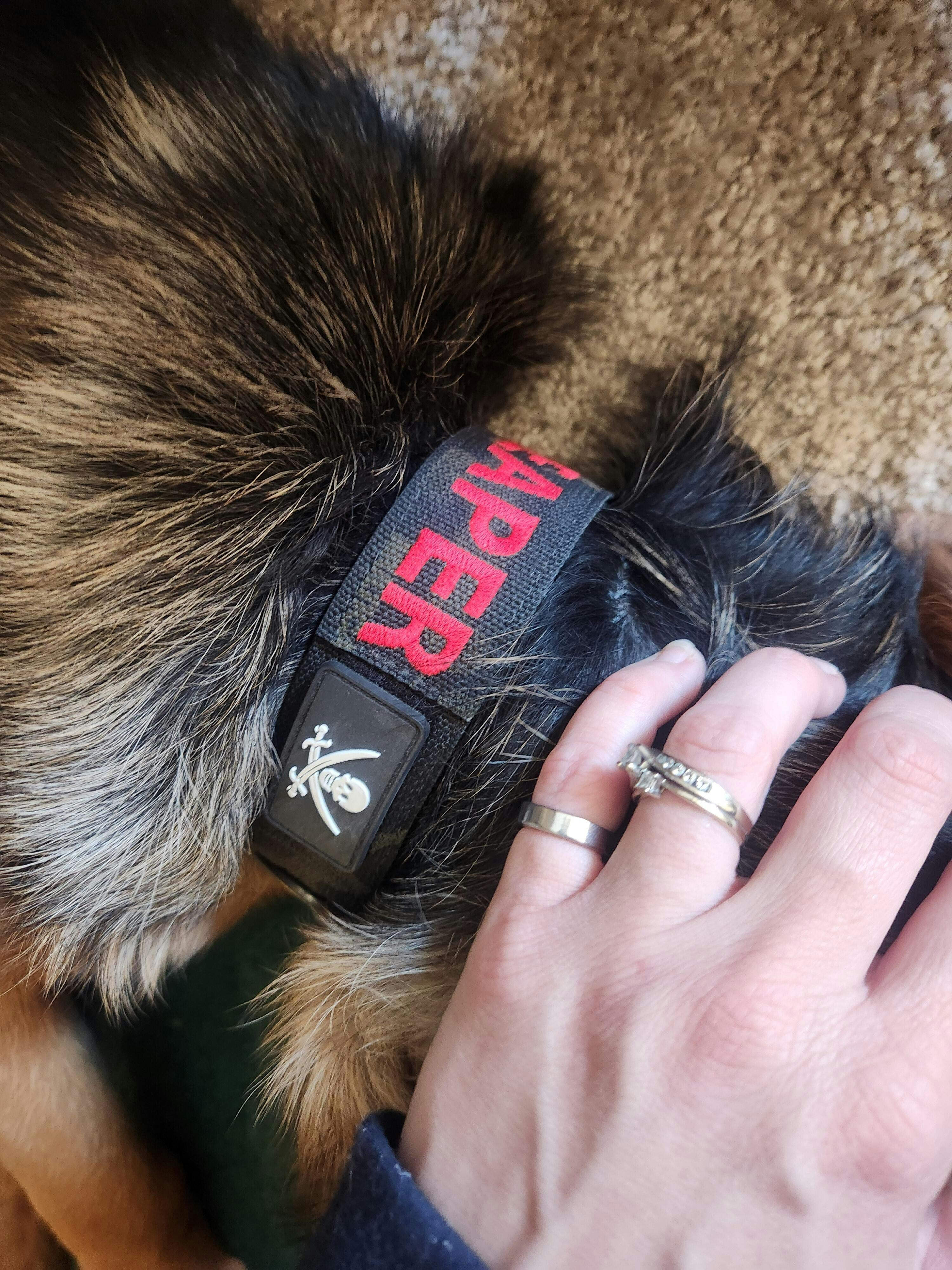 Custom 1.5" Basic Tactical Dog Collars | Tactipup Dog Gear