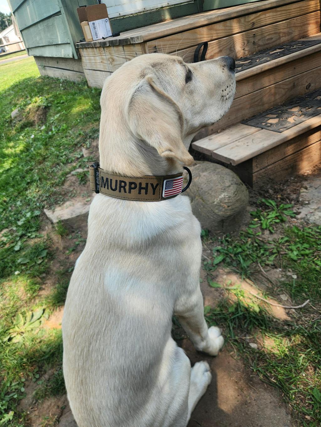 Custom 1.5" Basic Tactical Dog Collars | Tactipup Dog Gear