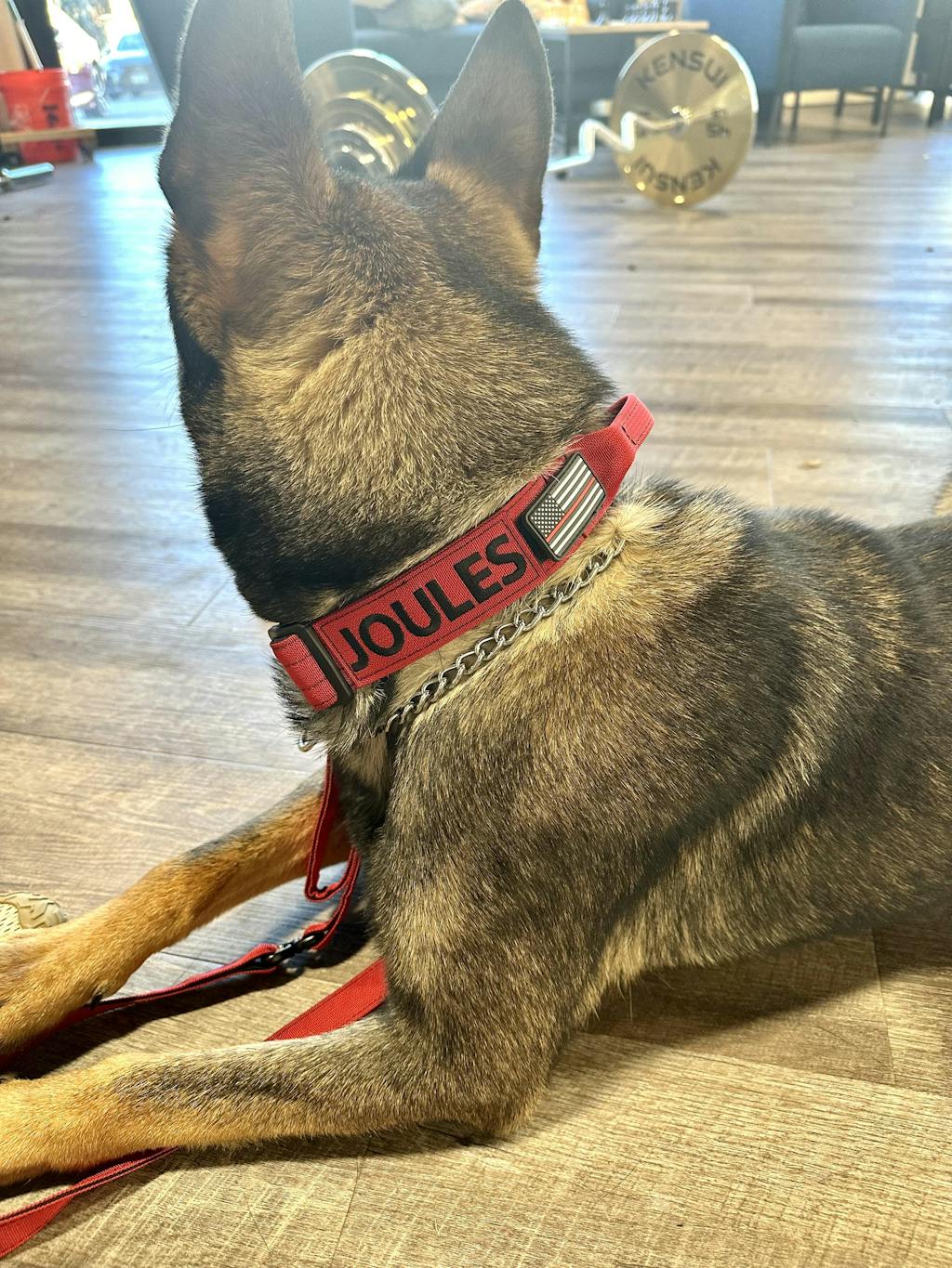 Military Traffic Dog Leash with Swivel | Tactipup