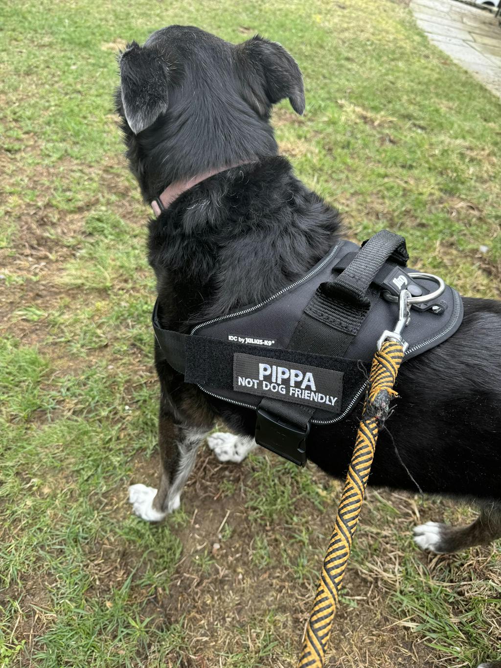 IDC Powerharness Tactical Dog Harness for K9 Dogs | Tactipup